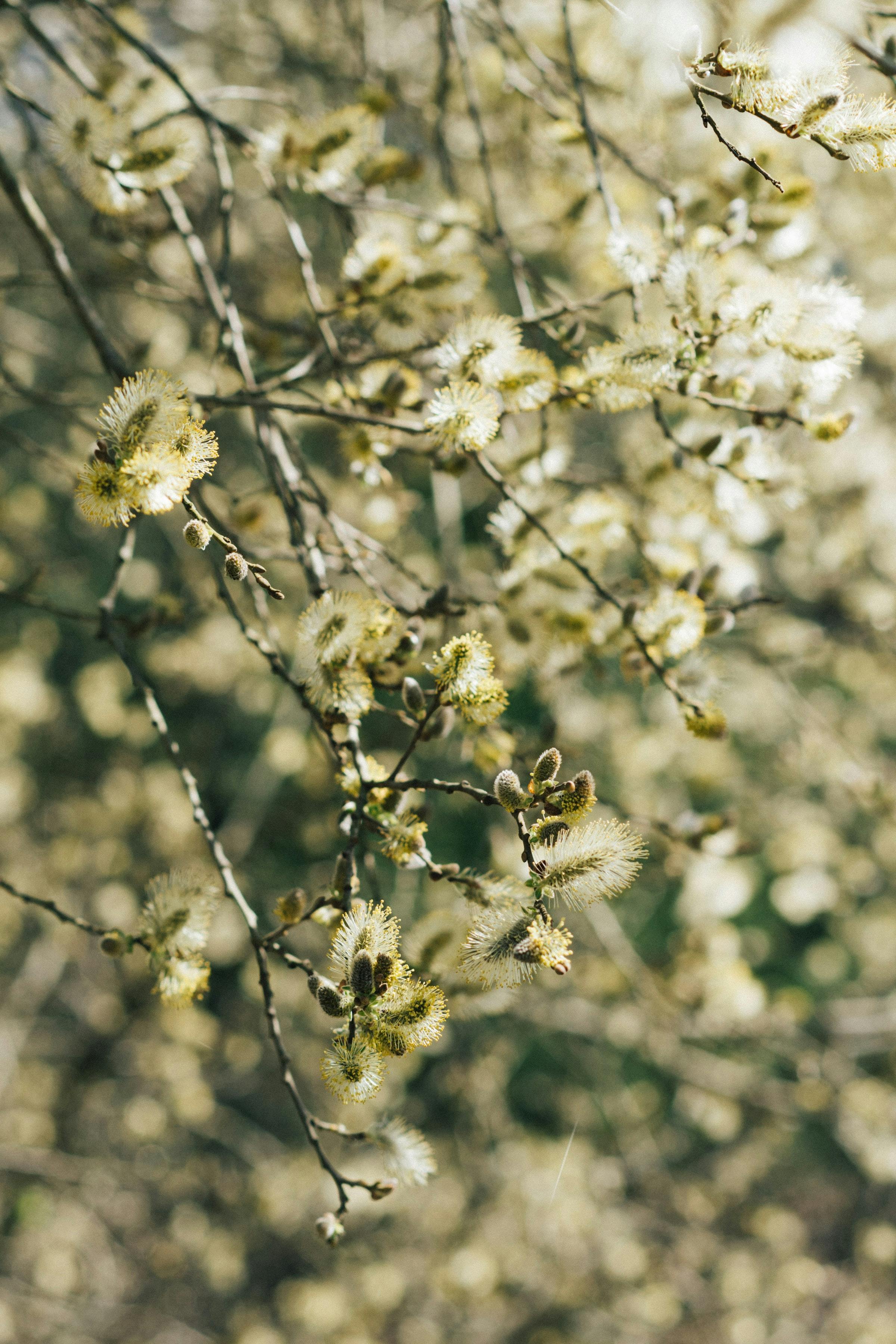 Brown Leafless Tree · Free Stock Photo