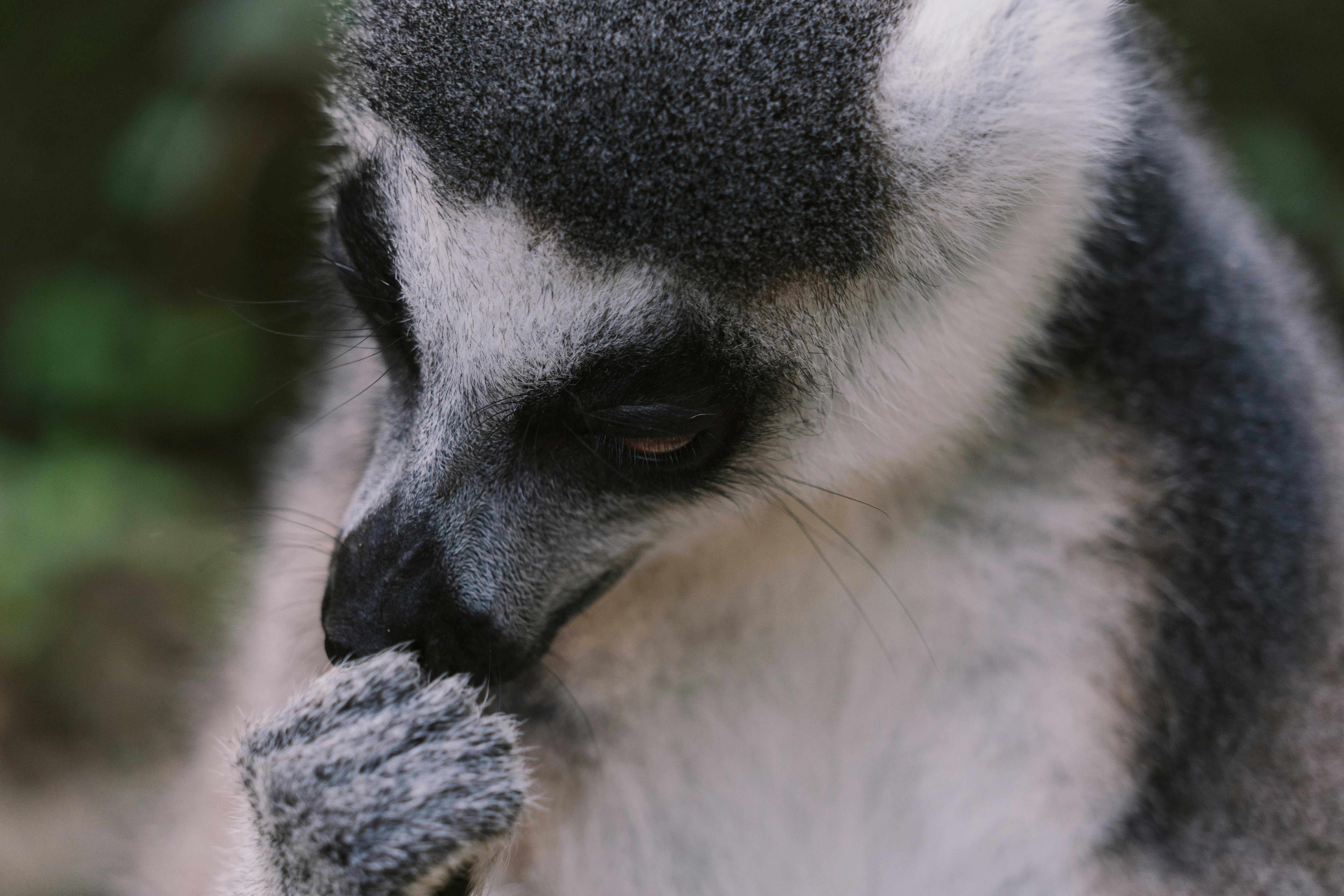 Close-Up Photo of a Lemur's Head · Free Stock Photo
