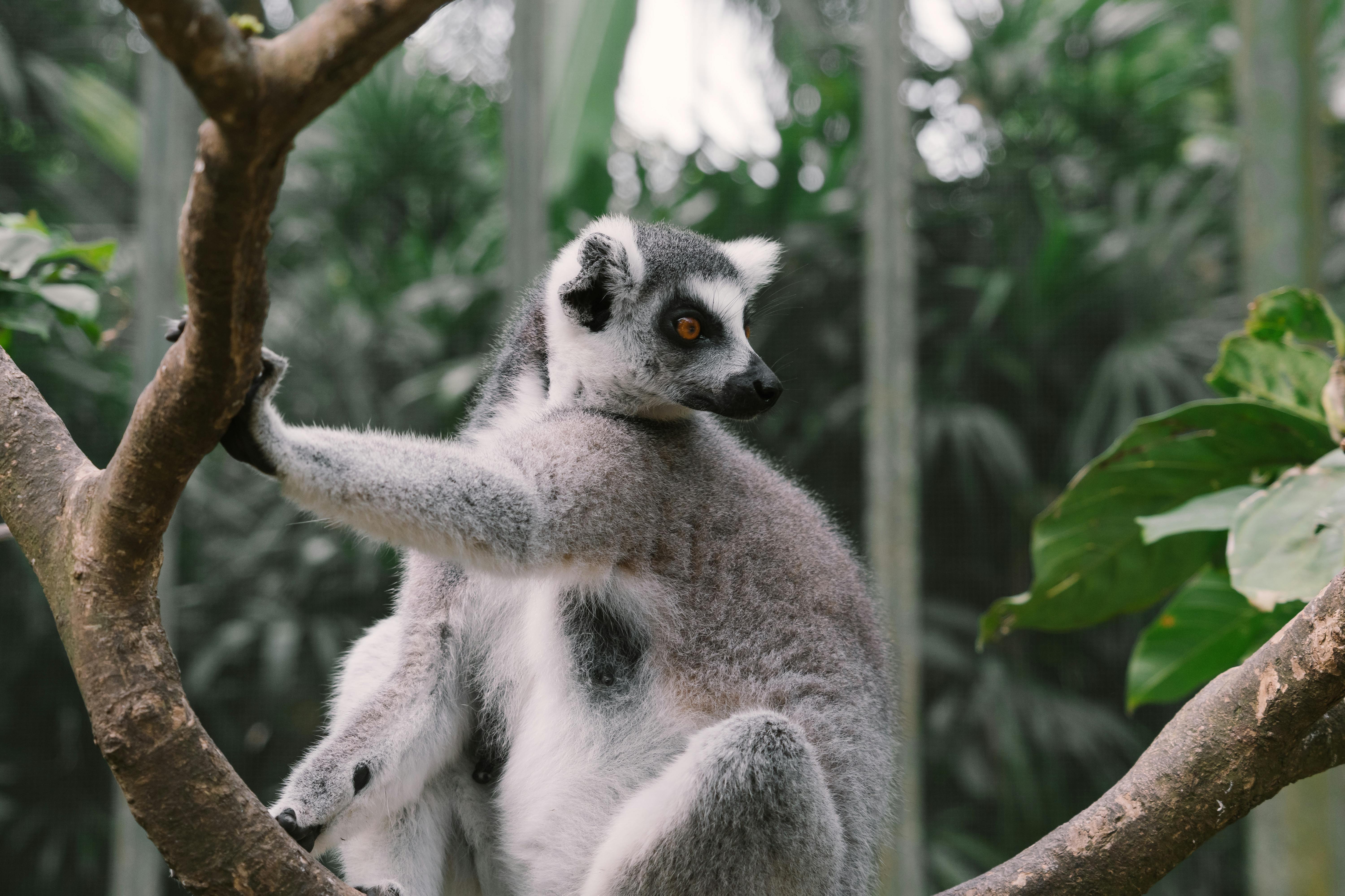 Selective Focus Photo of a Lemur on a Tree Branch · Free Stock Photo
