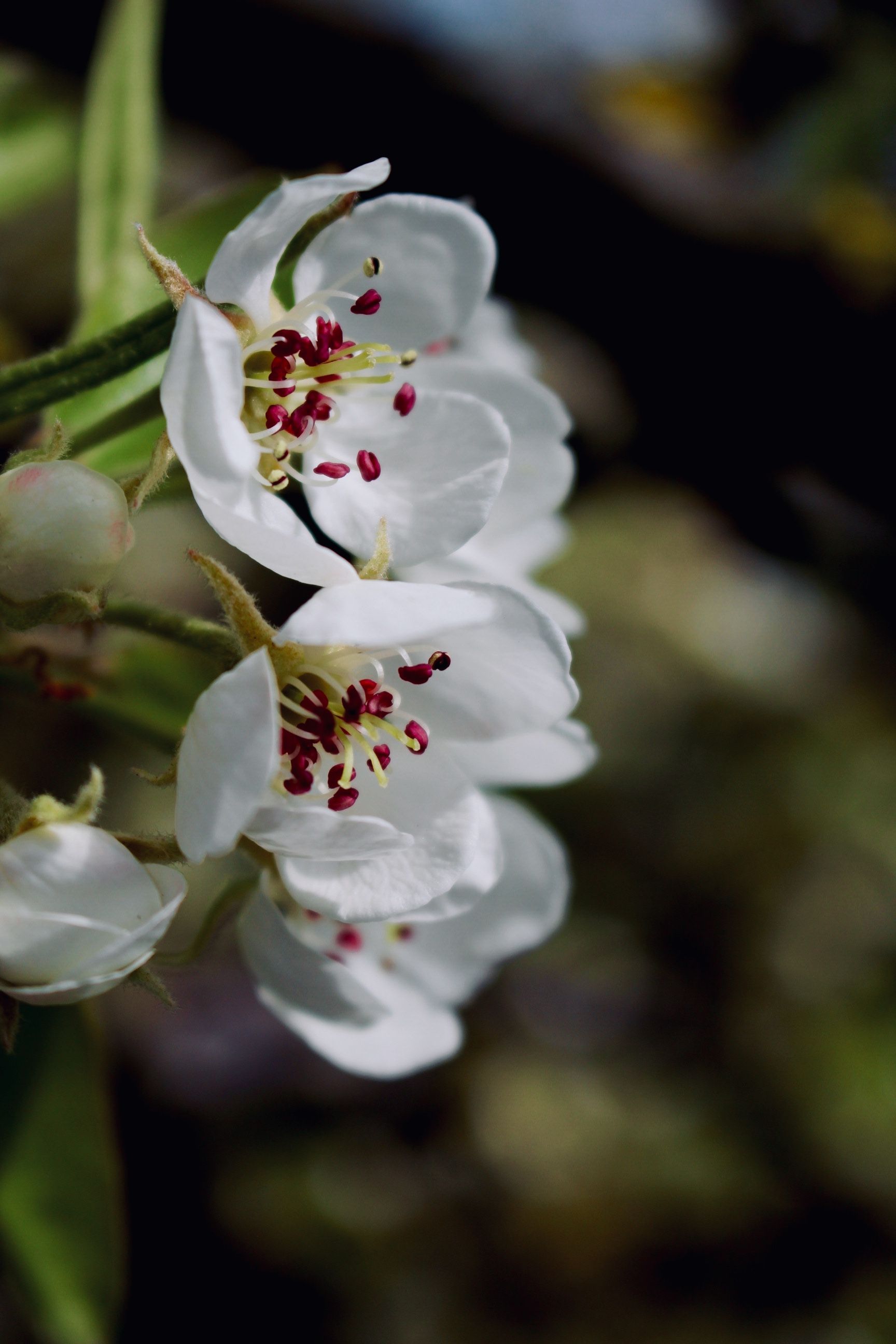 White Flowers with Red Pollen in Bloom · Free Stock Photo