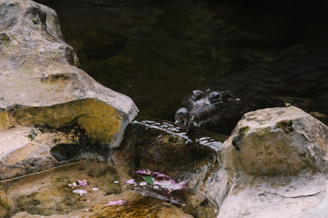 Do Alligators Eat Humans? Risks and Realities of Encounters