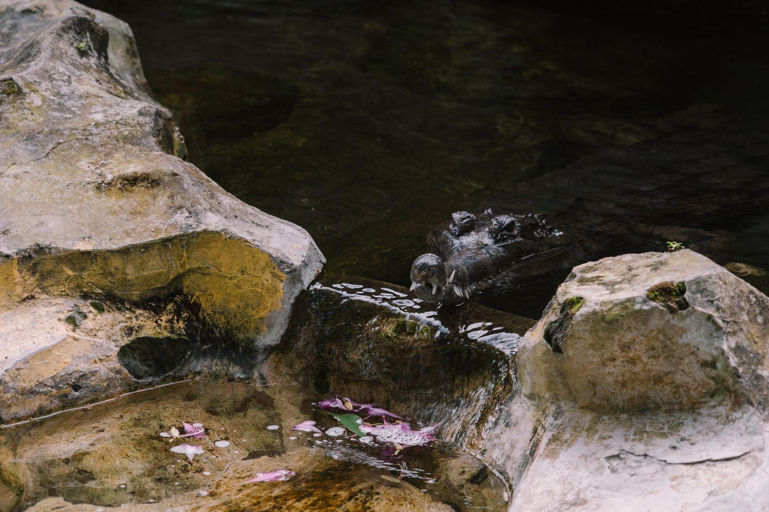 Do Alligators Eat Humans? Risks and Realities of Encounters