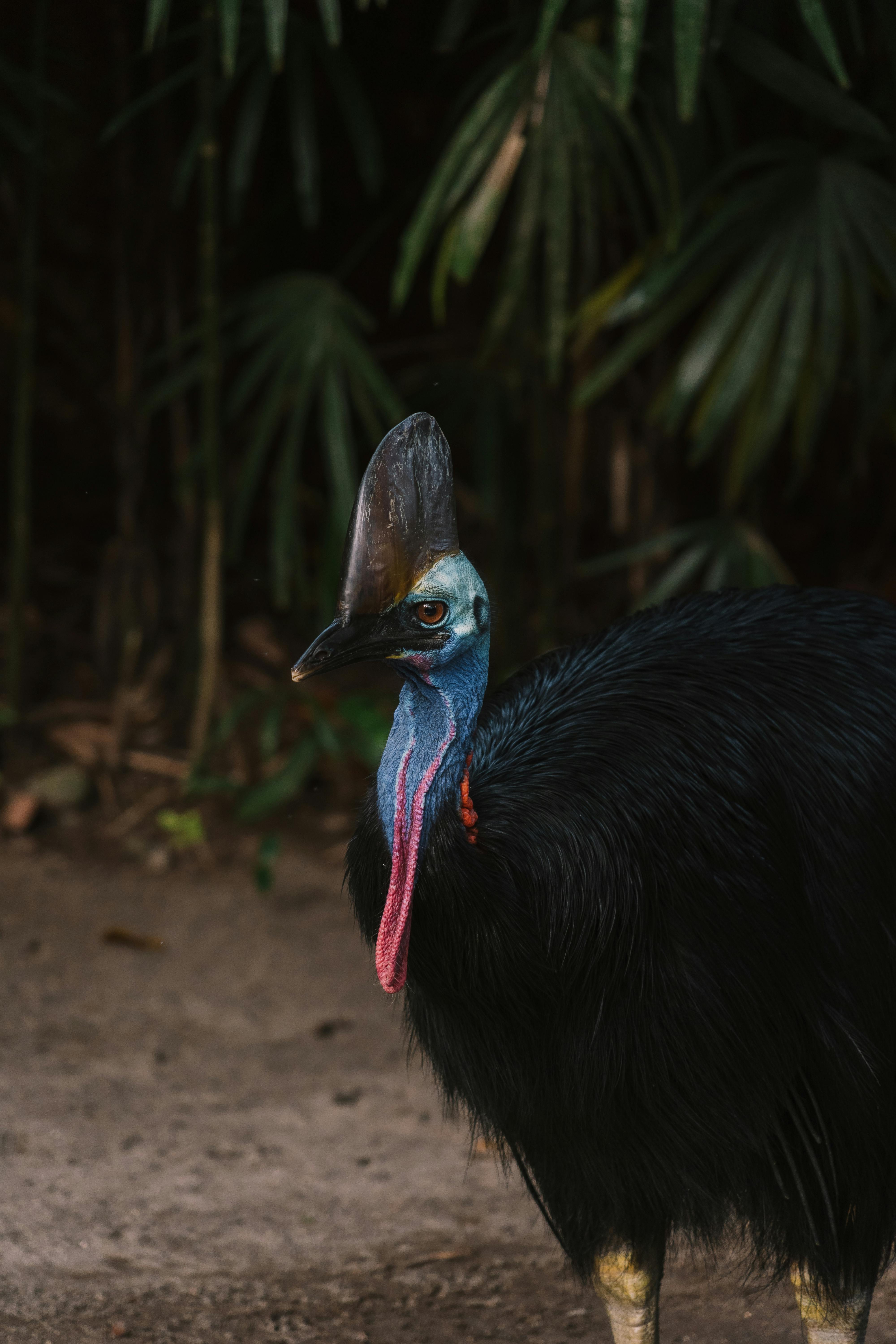 Close-Up Shot of a Cassowary · Free Stock Photo