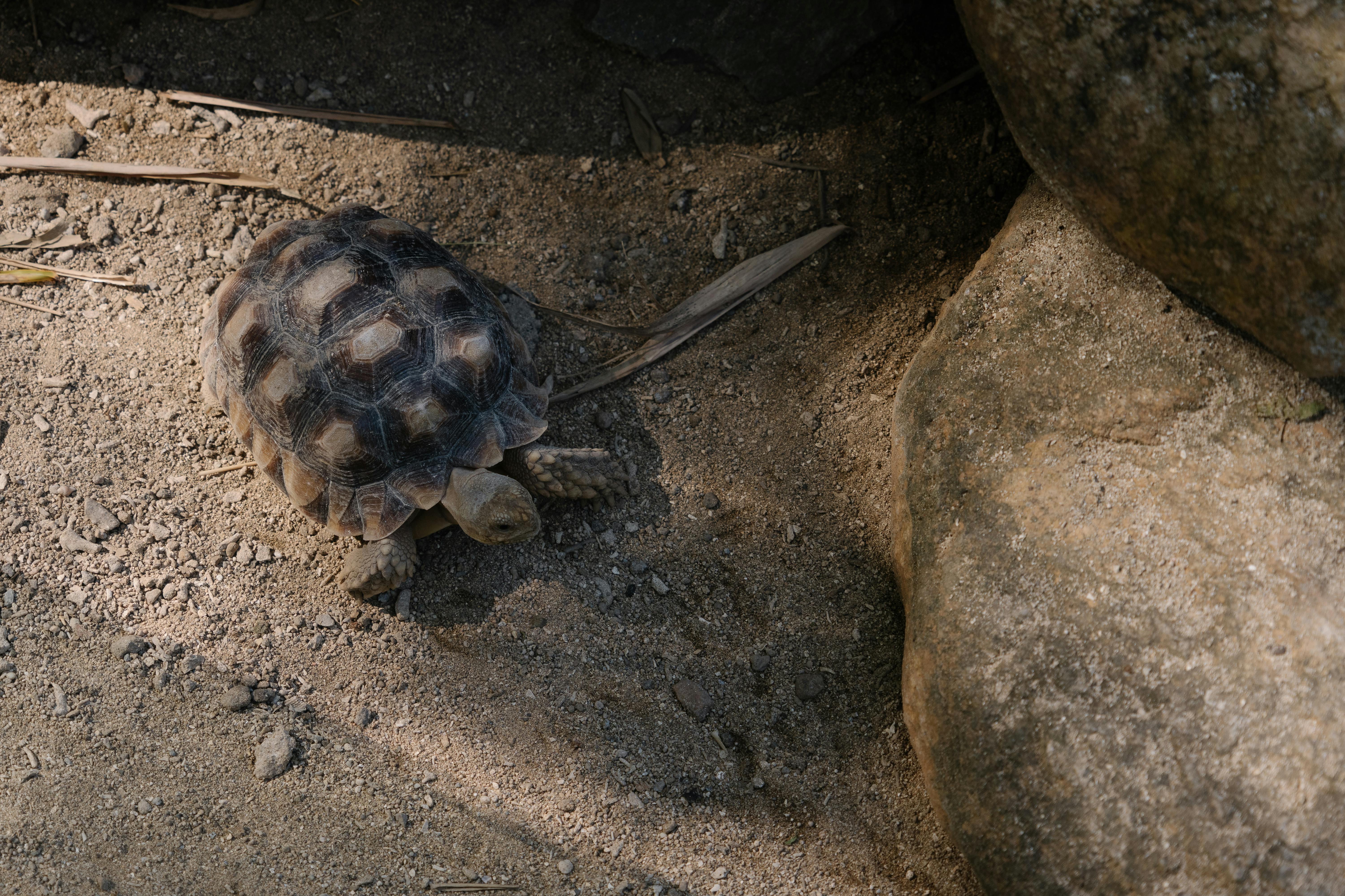 Tortoise Movement Photos, Download The BEST Free Tortoise Movement ...