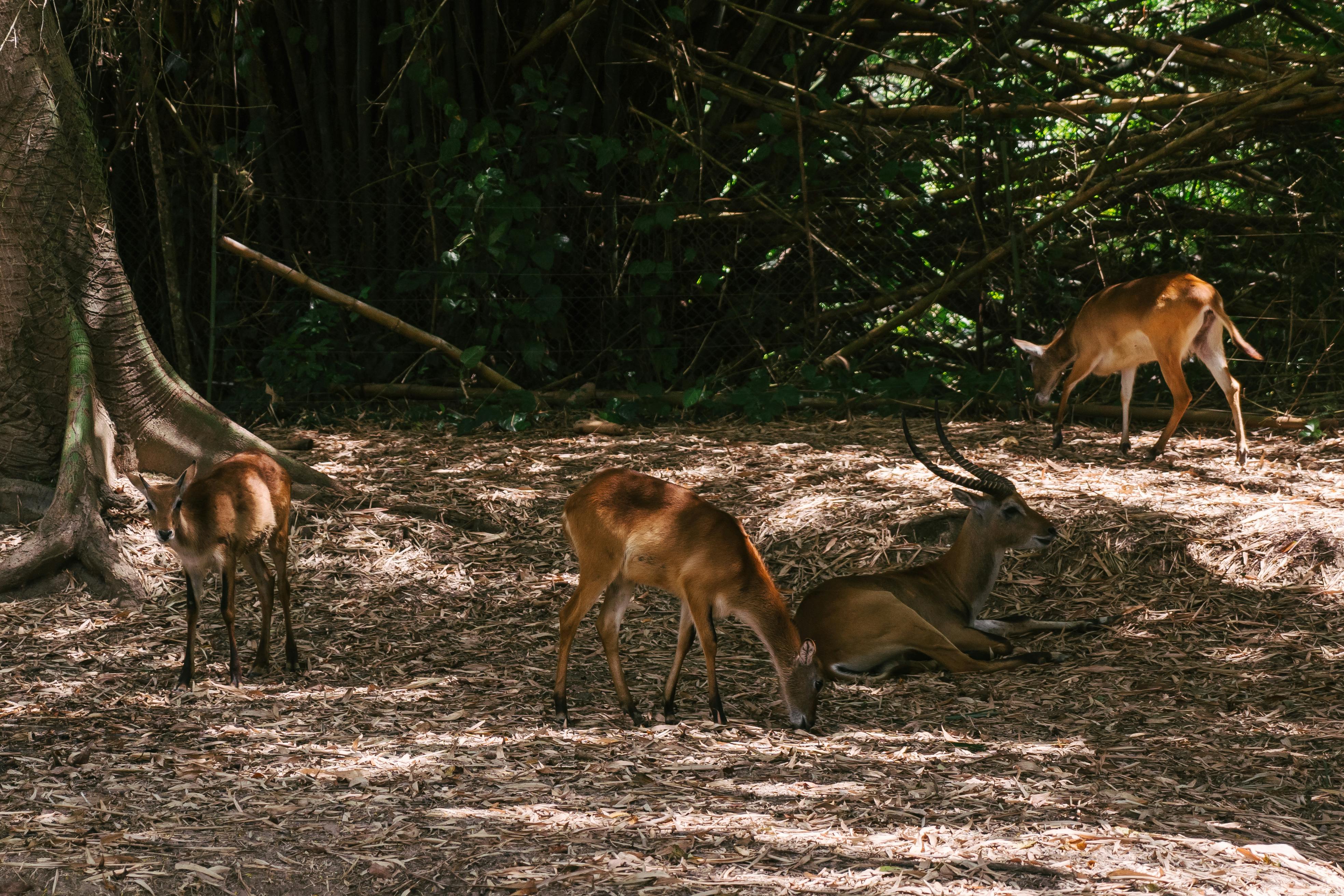 Antelopes Resting Under a Tree · Free Stock Photo