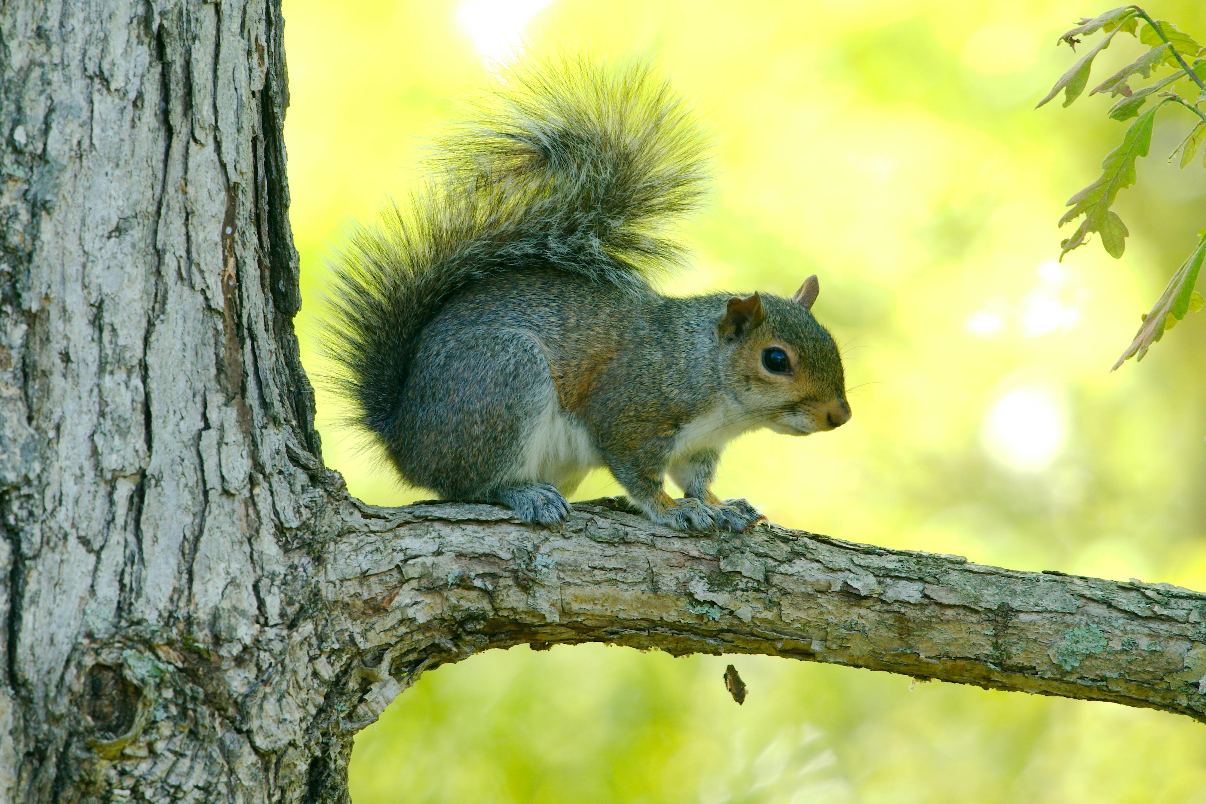 Animals for Work 818 Photos & Videos Collected by Ray Mathura