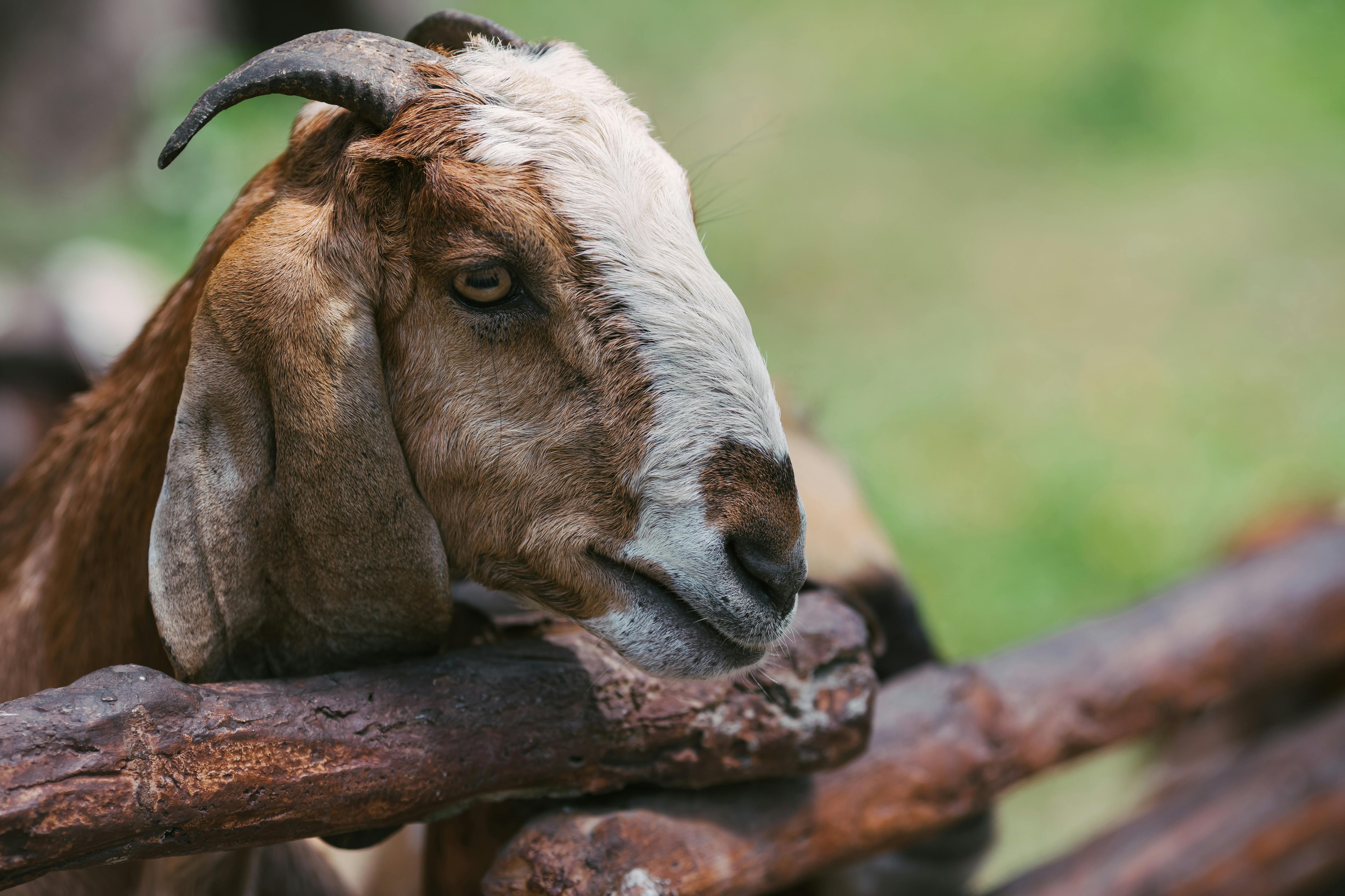 Close Up Photo of a Goat · Free Stock Photo
