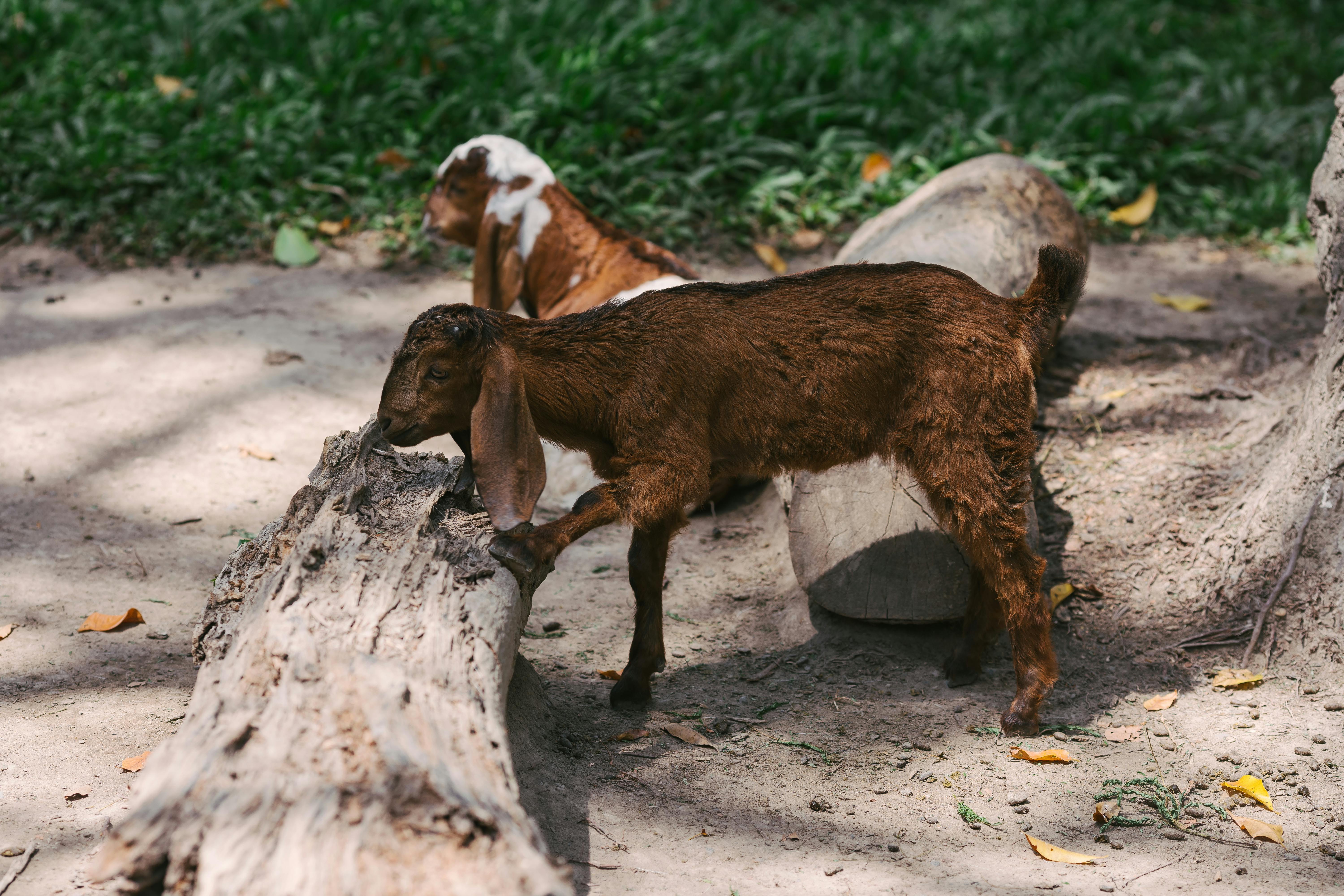 Funny Brown Goats Standing by a Dead Tree Trunk · Free Stock Photo