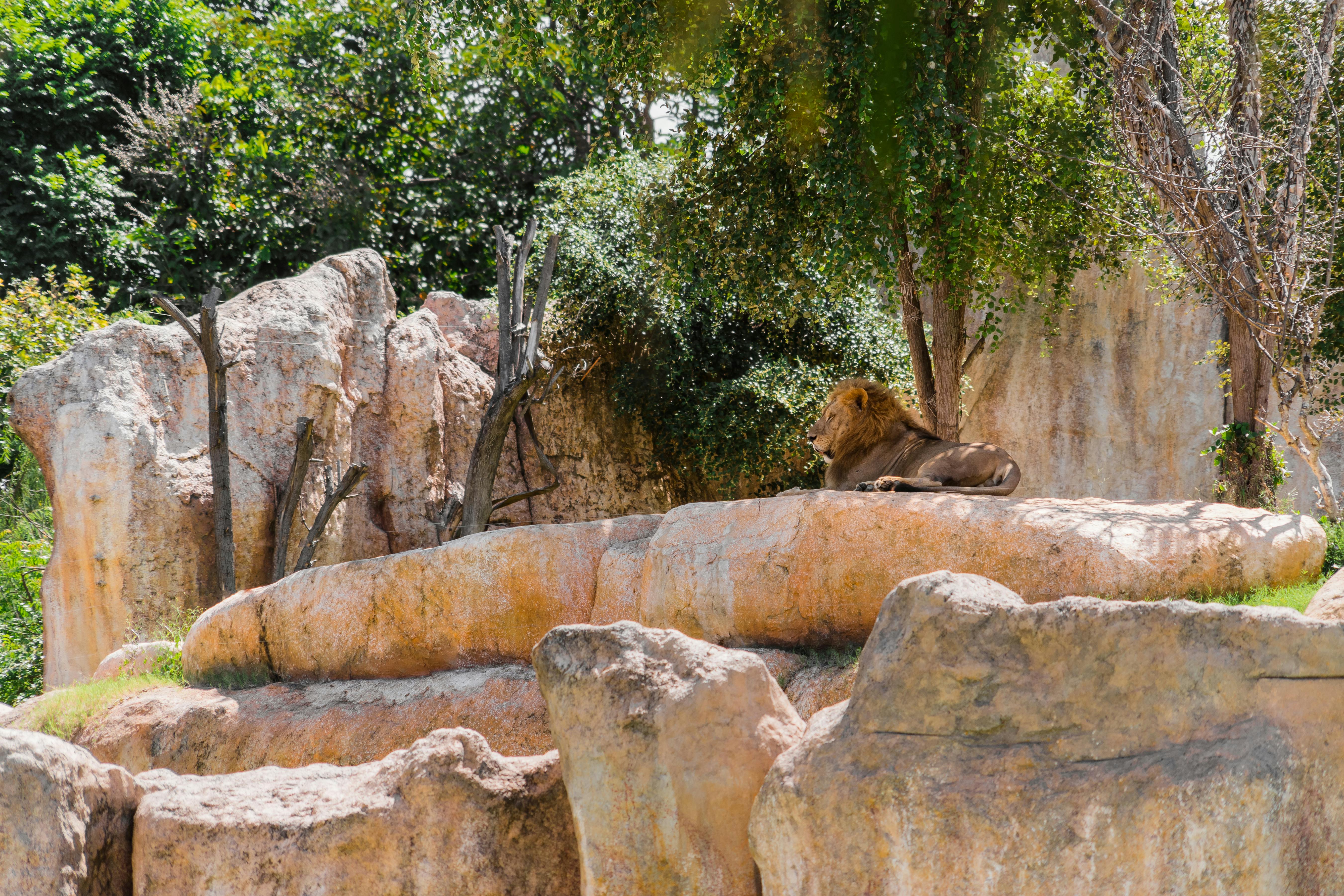 Jungle Boulder Photos, Download The BEST Free Jungle Boulder Stock ...