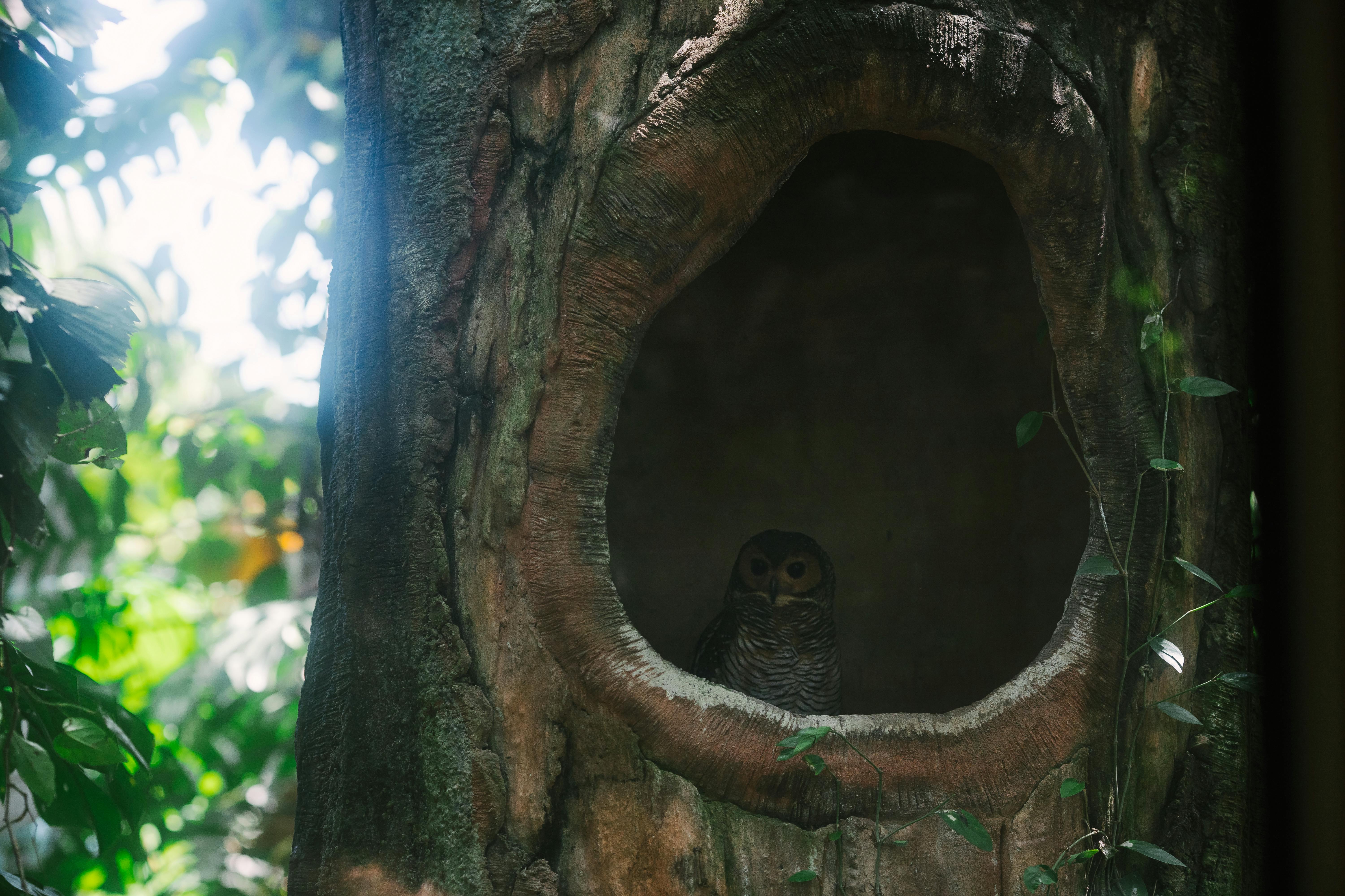 An Owl Inside a Tree Trunk · Free Stock Photo