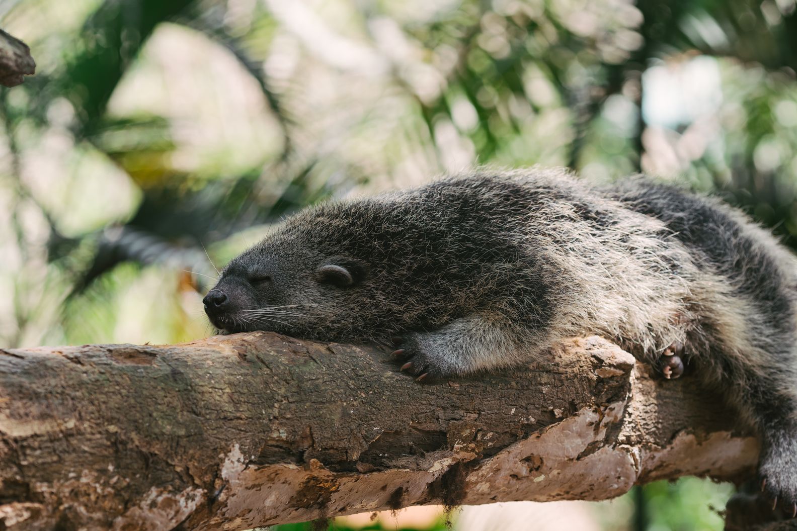 Exotic Animal Veterinarian Colleges: Career Paths Unveiled
