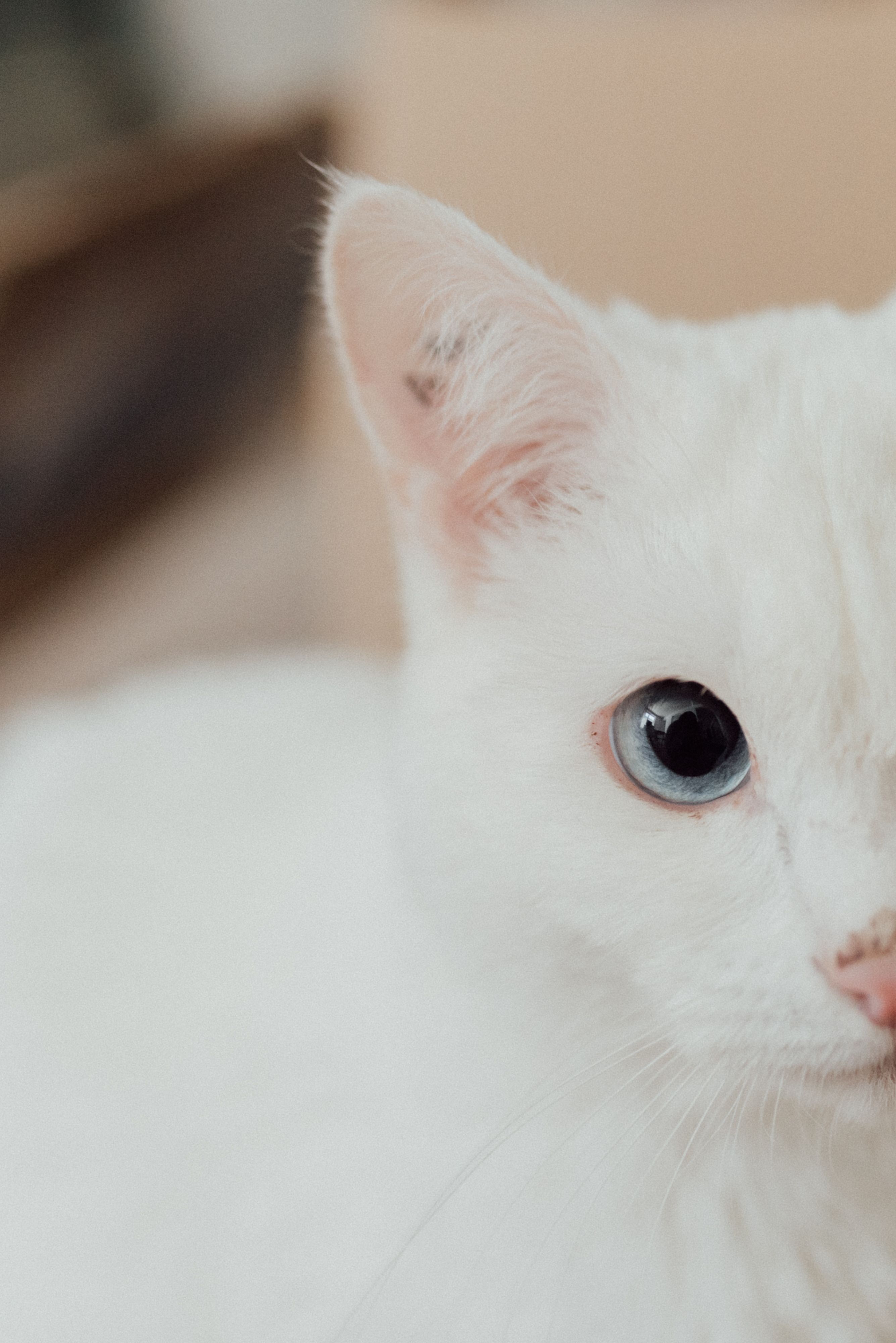 White Cat in Close-Up Photography · Free Stock Photo