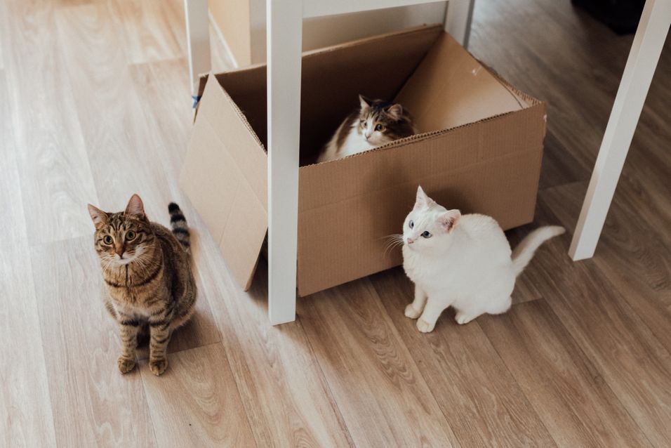 Explore Graphic Novels About Cats for All Ages