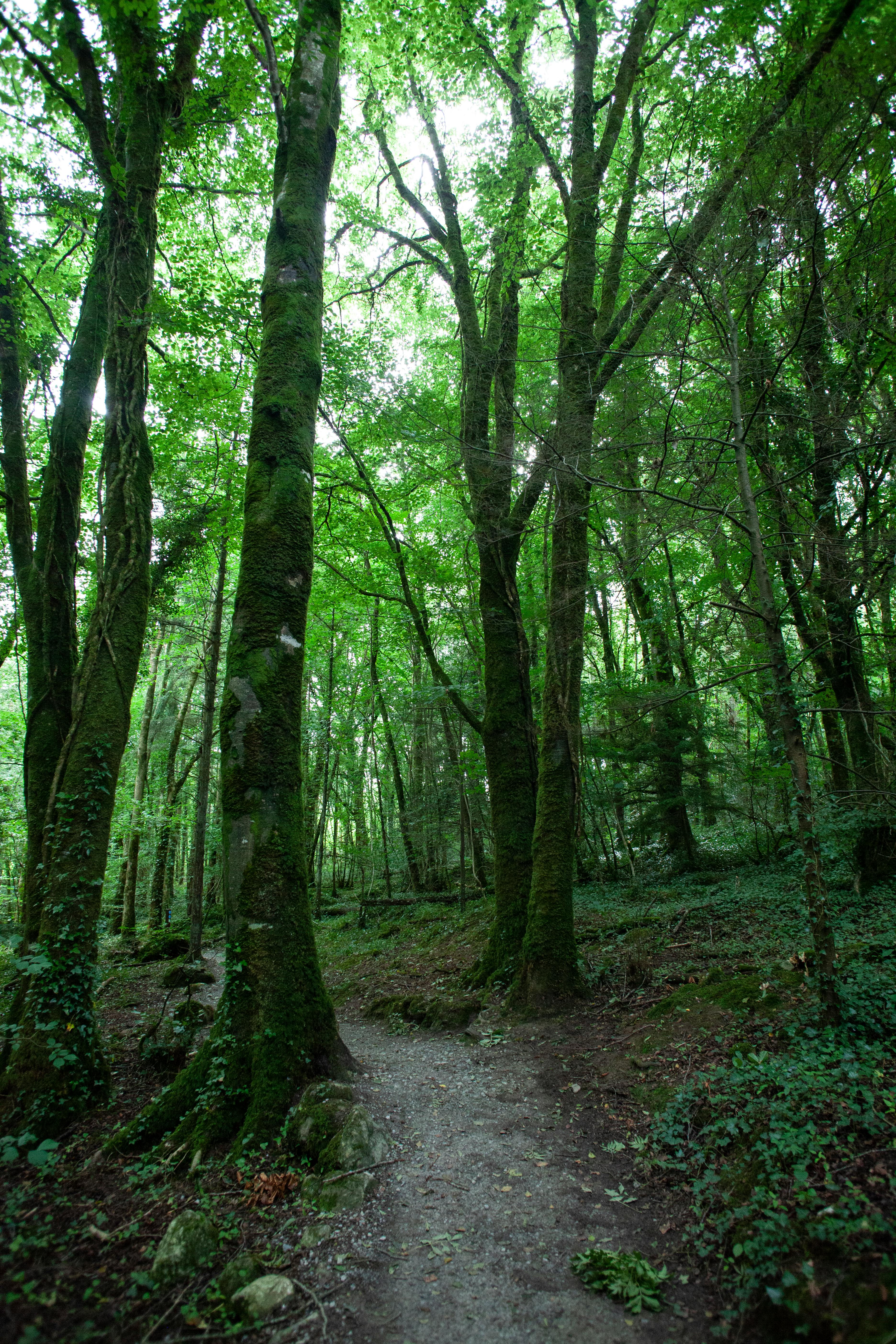 Ireland Forest Photos, Download The BEST Free Ireland Forest Stock ...