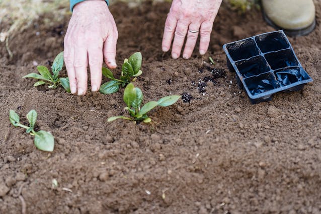 Soil pH for Peonies: Ideal Levels & Simple Tips