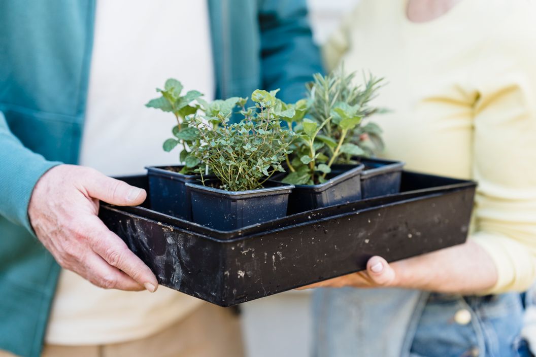 Basil Plant Temperature Tolerance: Optimal Growth Guide