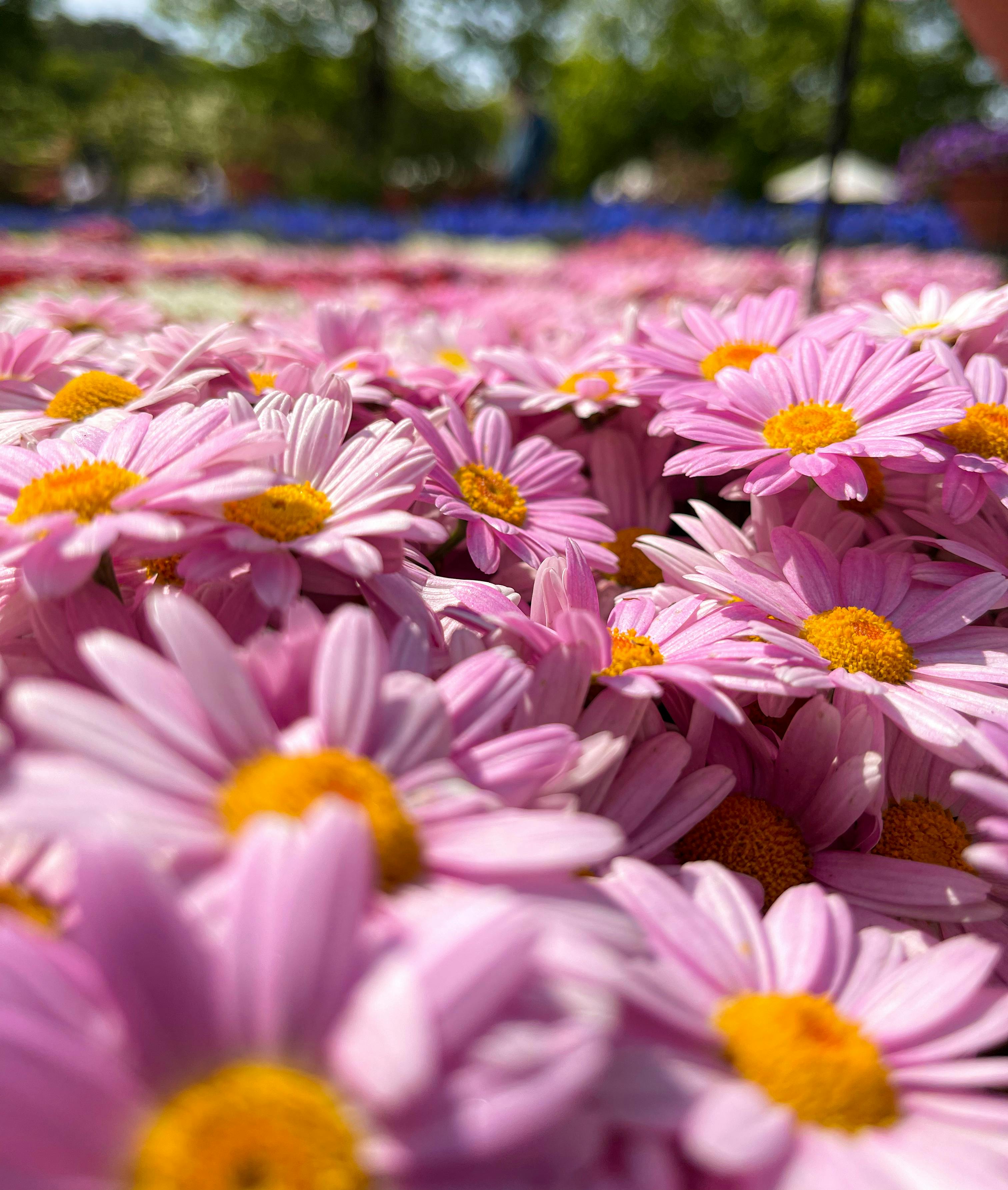 Summer flowers · Free Stock Photo
