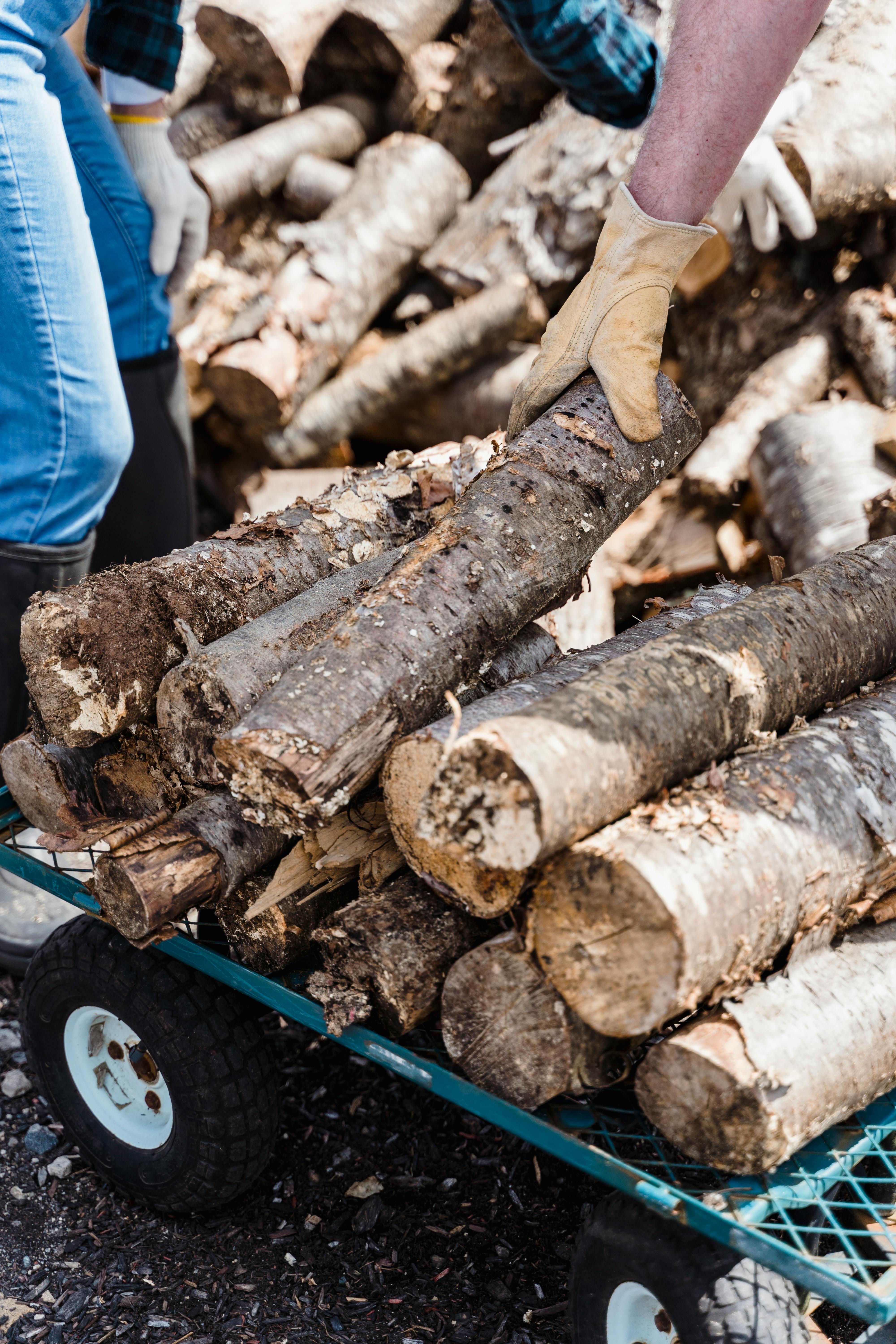 A Chopped Wood Logs · Free Stock Photo