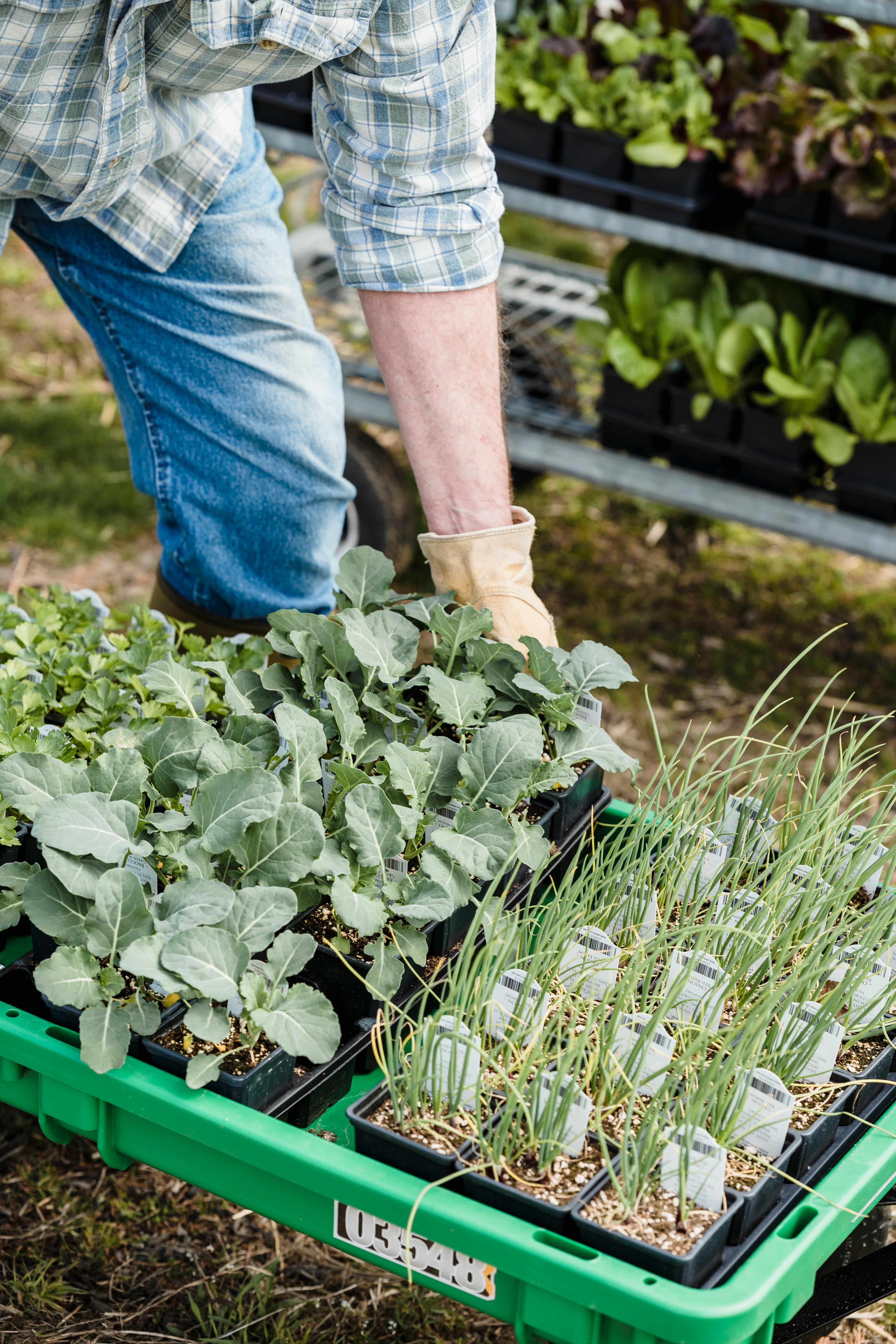A Gardener Growing Plants · Free Stock Photo