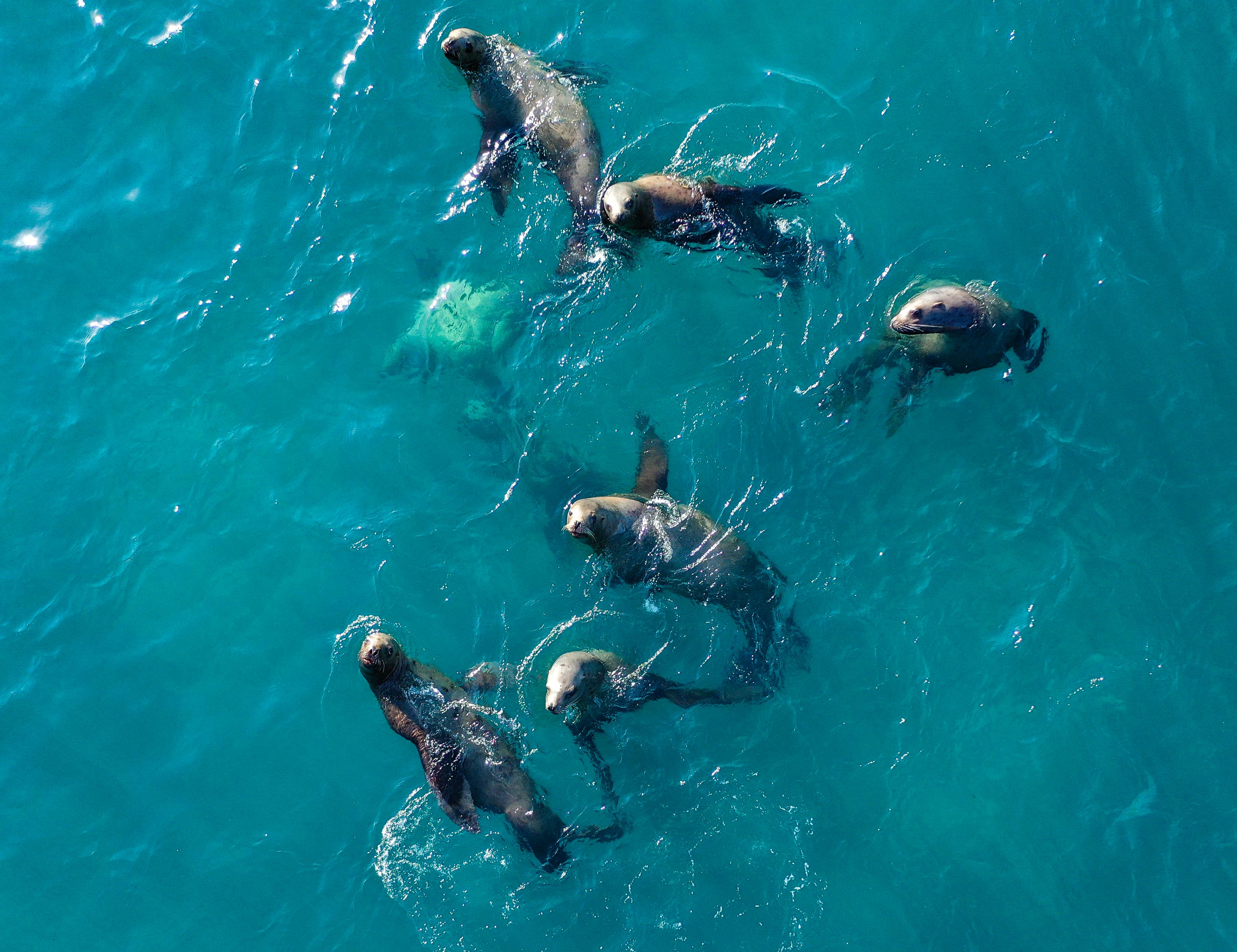 Sea Lions Swimming on Water · Free Stock Photo