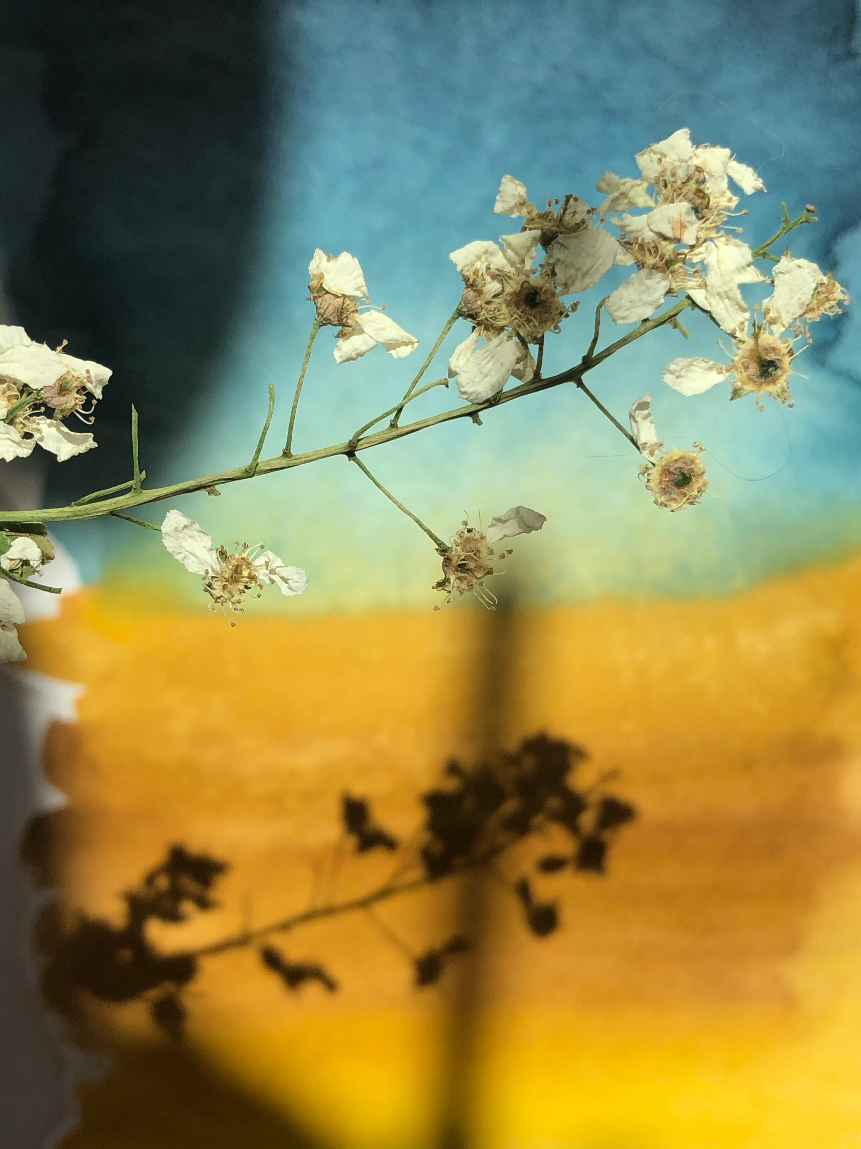 Dried Flowers Wallpaper Photos, Download The BEST Free Dried Flowers ...