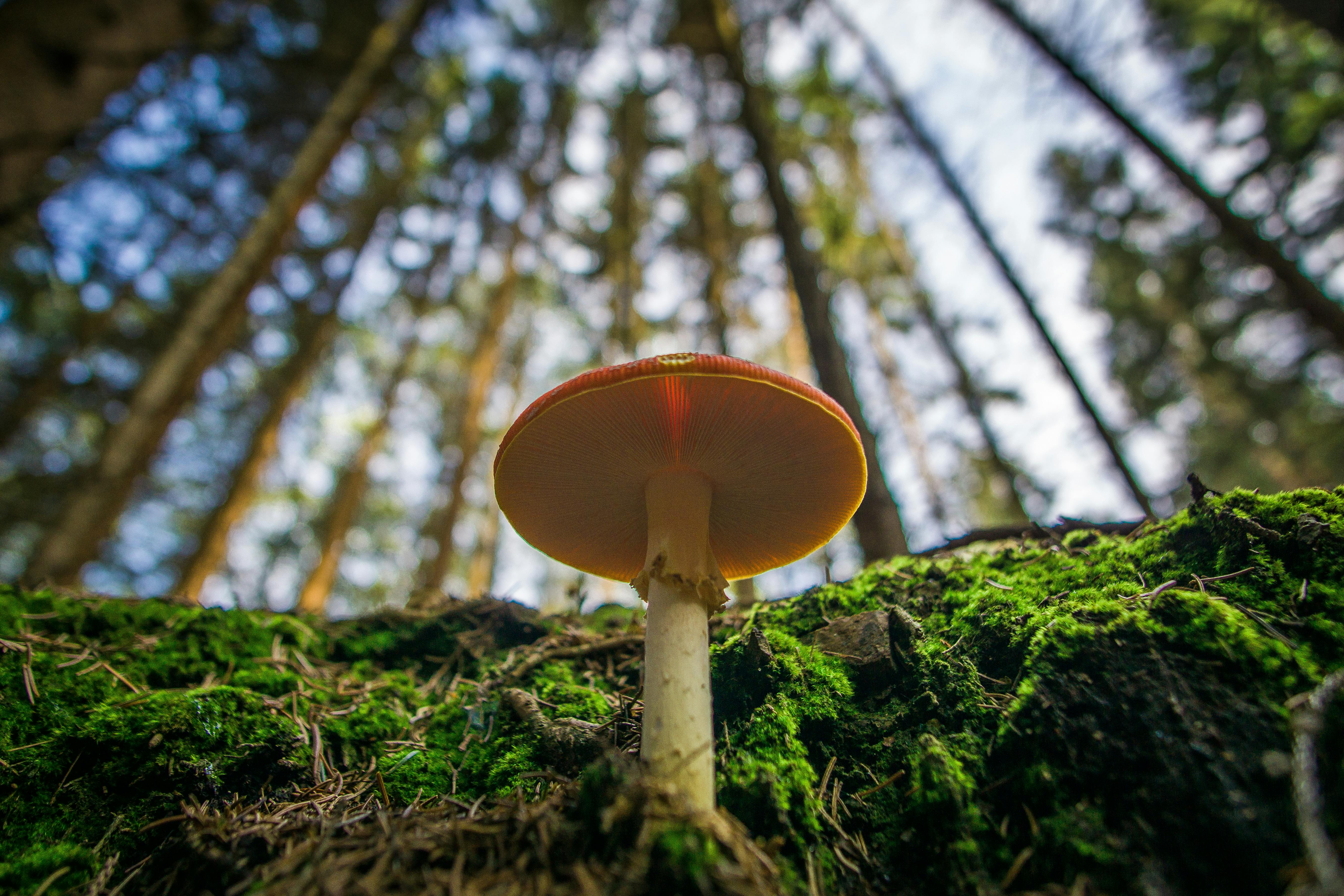 Low Angle Photography of a Mushroom · Free Stock Photo