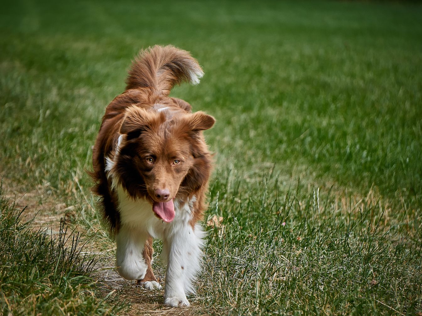 A Comprehensive Guide to Red Heeler Shepherd Mix Dogs
