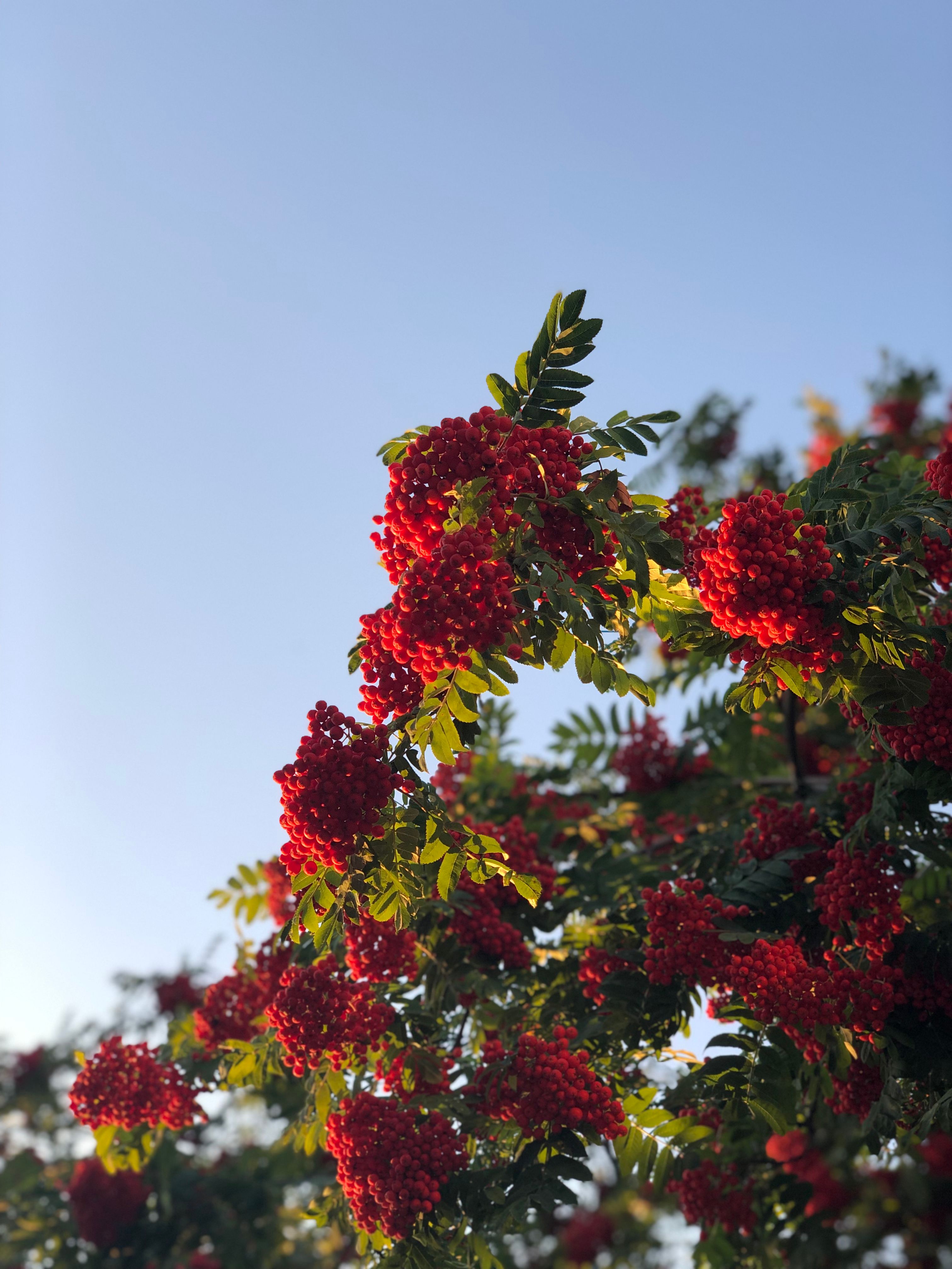 Red Berries of a Rowan Tree · Free Stock Photo