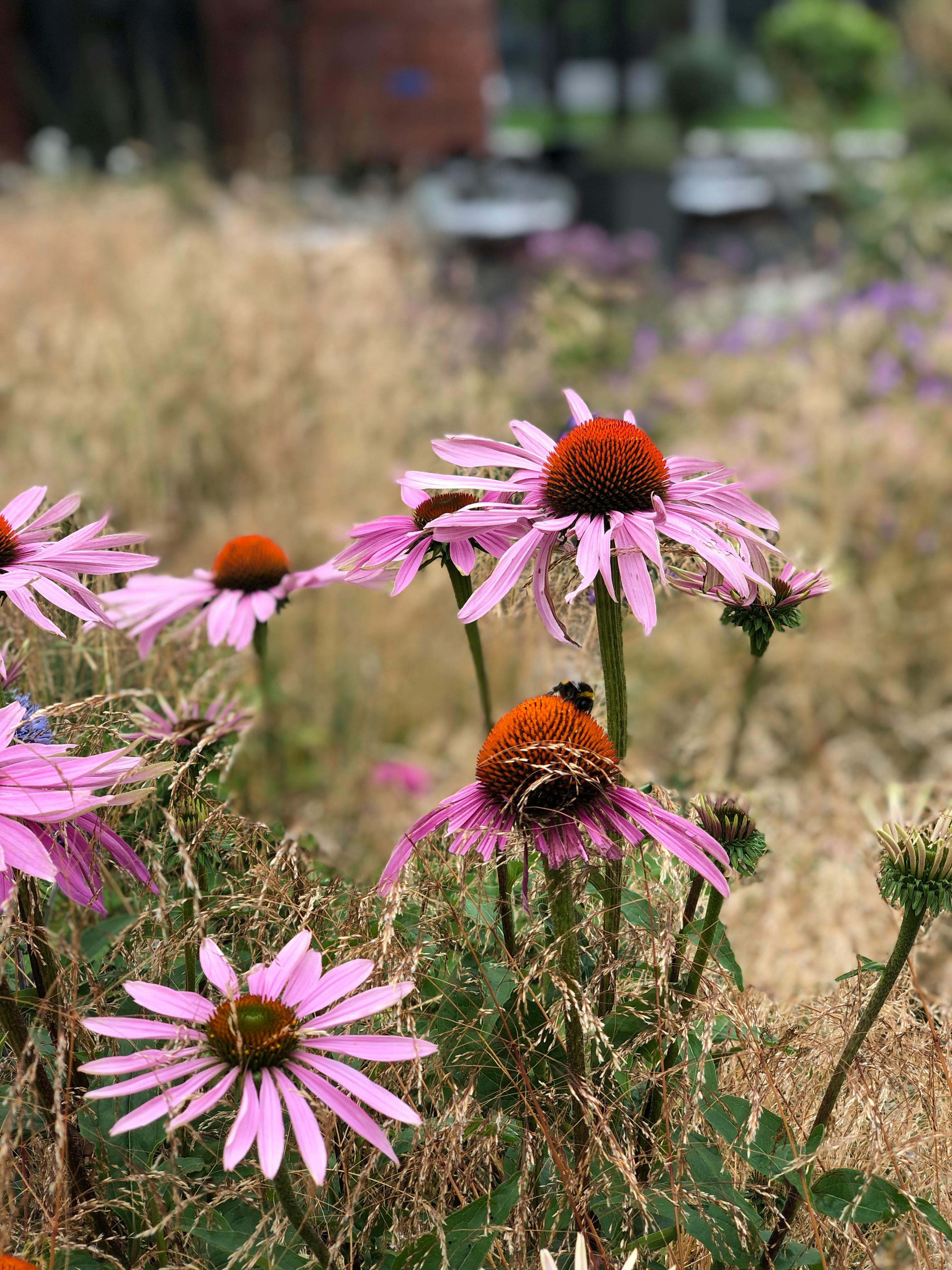 Photo of Yellow Coneflowers in a Watering Can · Free Stock Photo