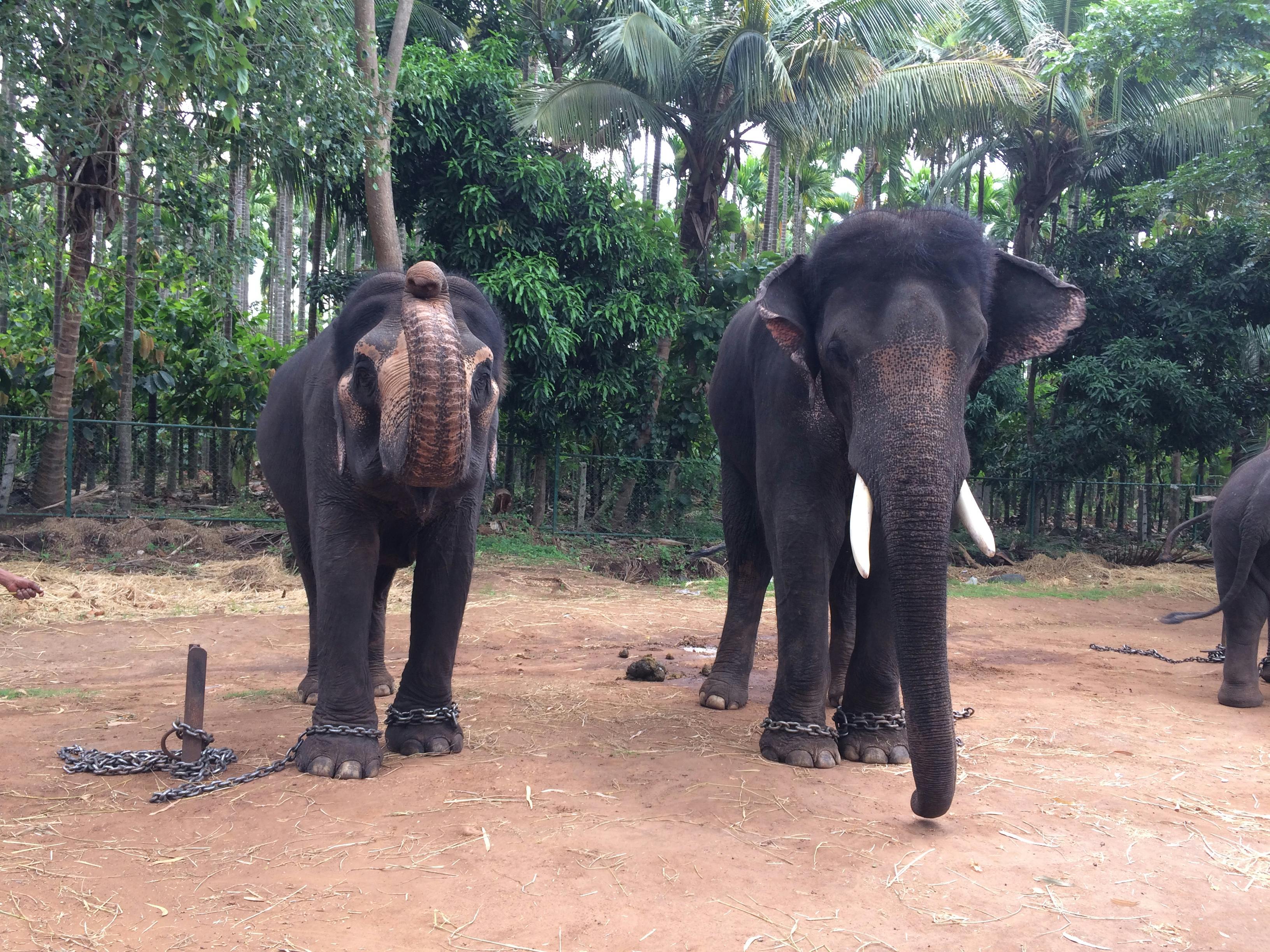 Kallesh - Photography