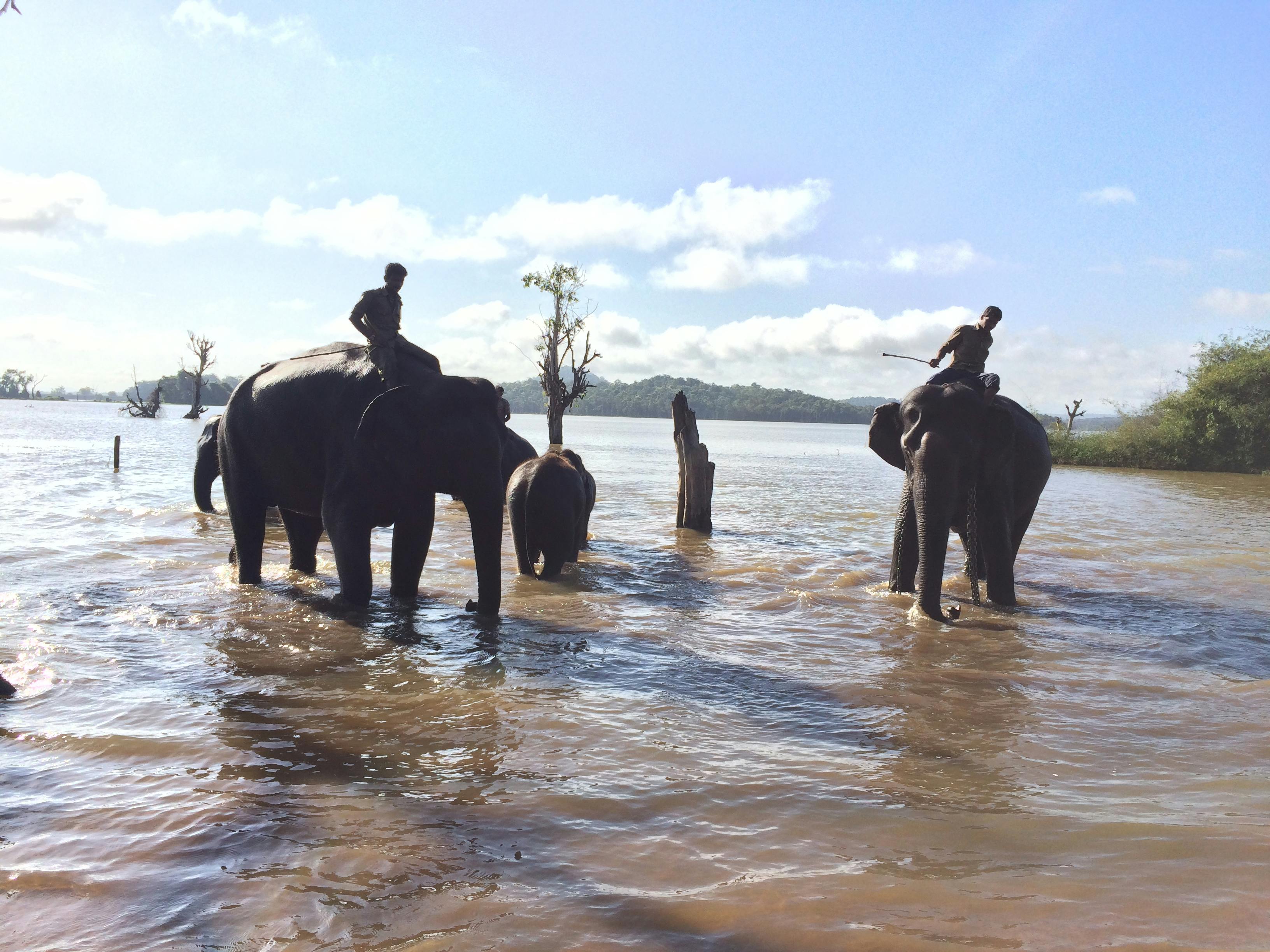 Kallesh - Photography