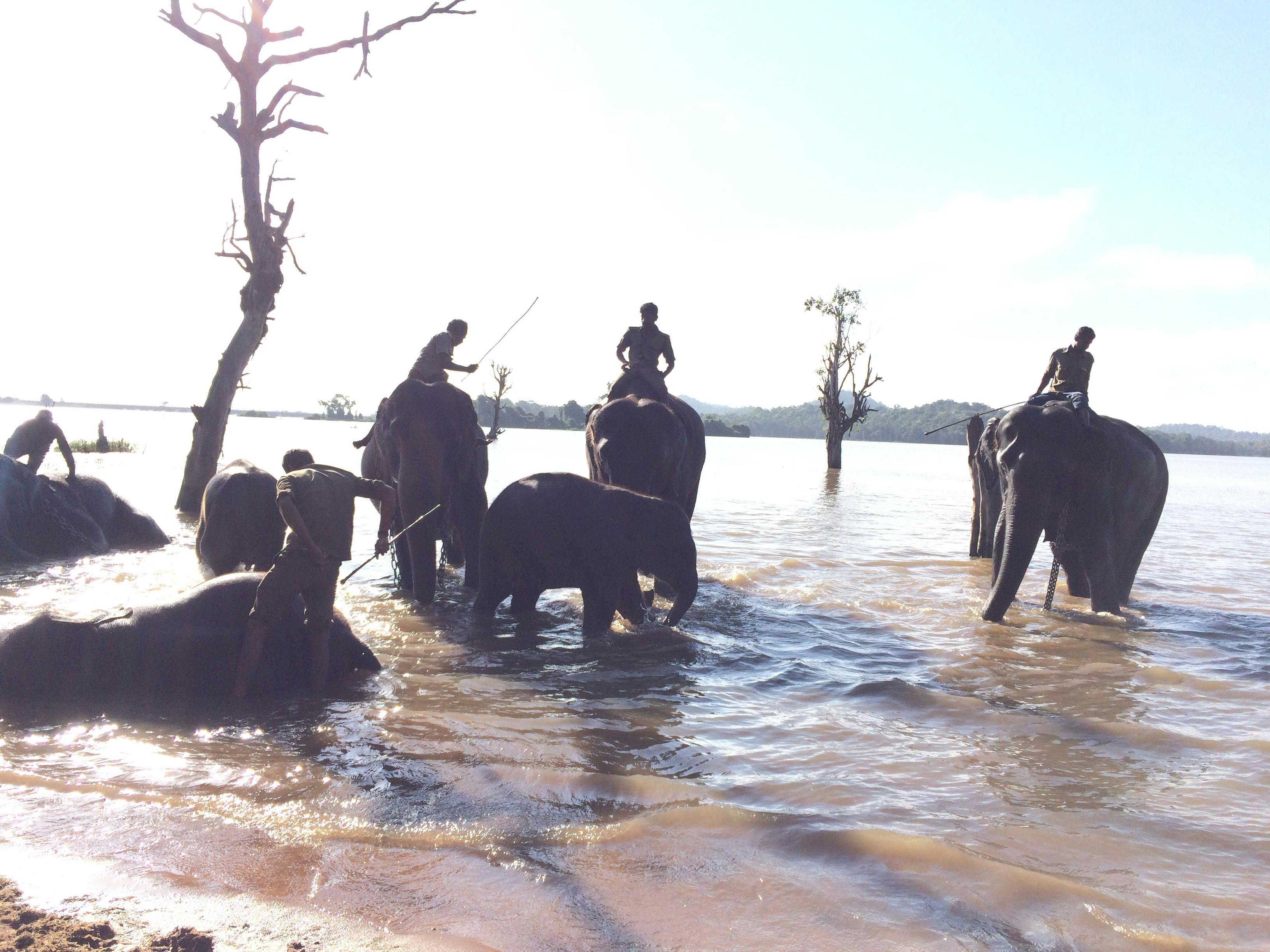 Kallesh - Photography