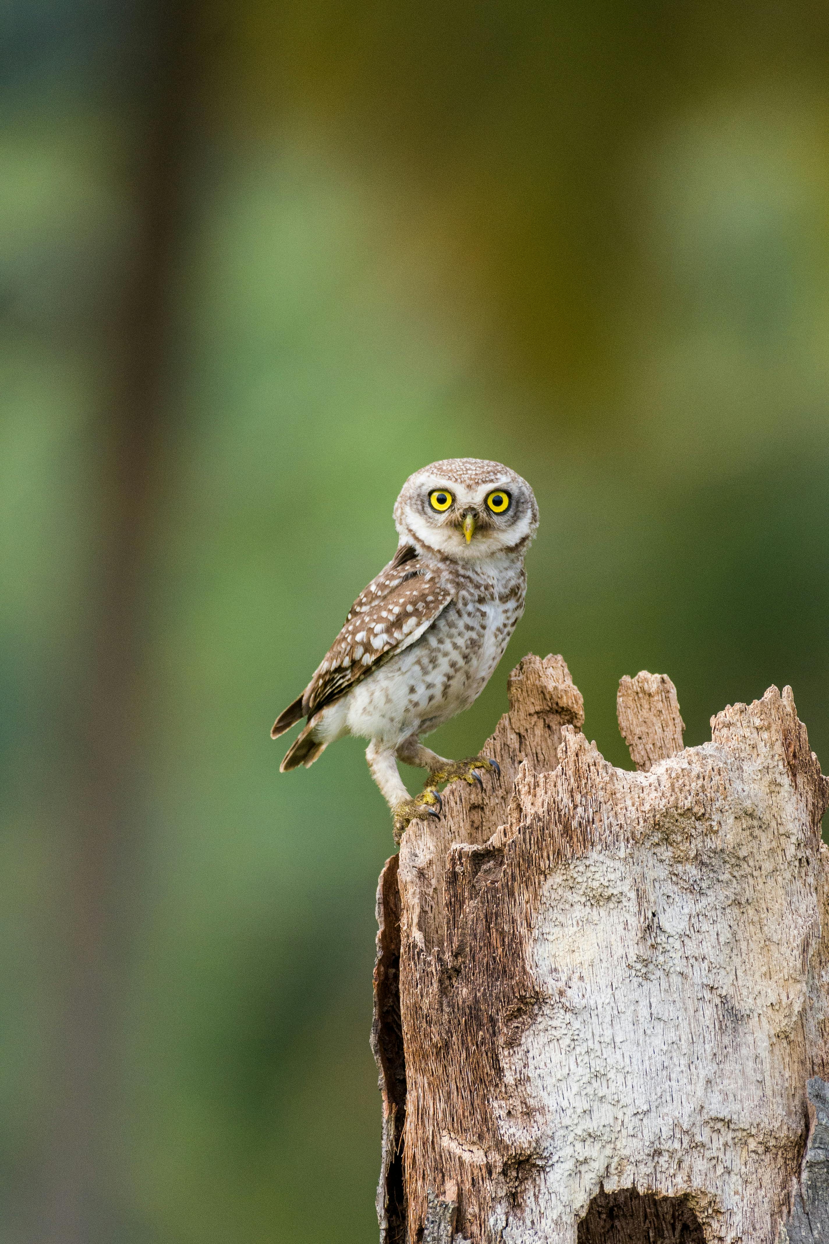 Brown Owl On Tree Branch · Free Stock Photo