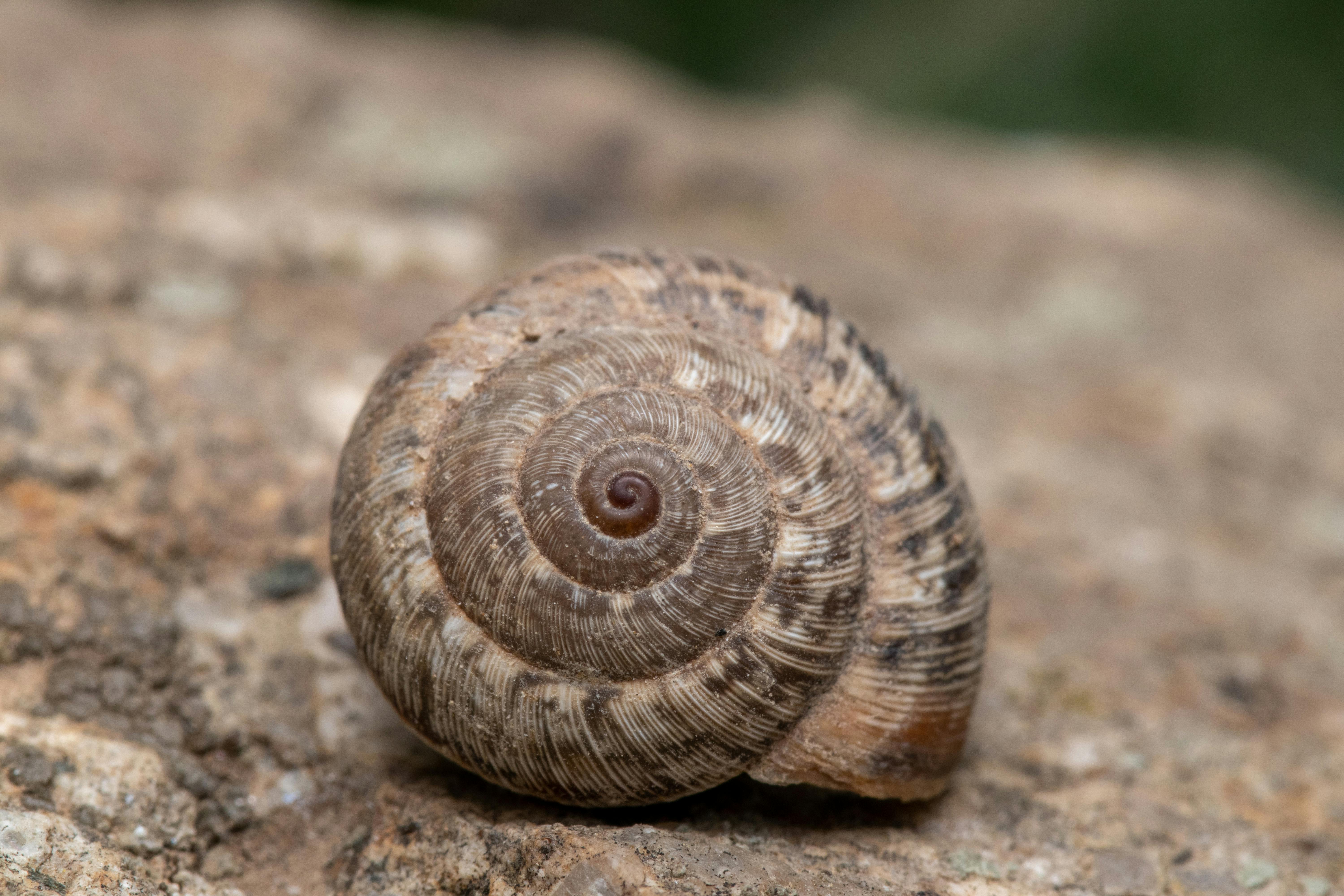 A Close-Up Shot of a Snail Shell · Free Stock Photo