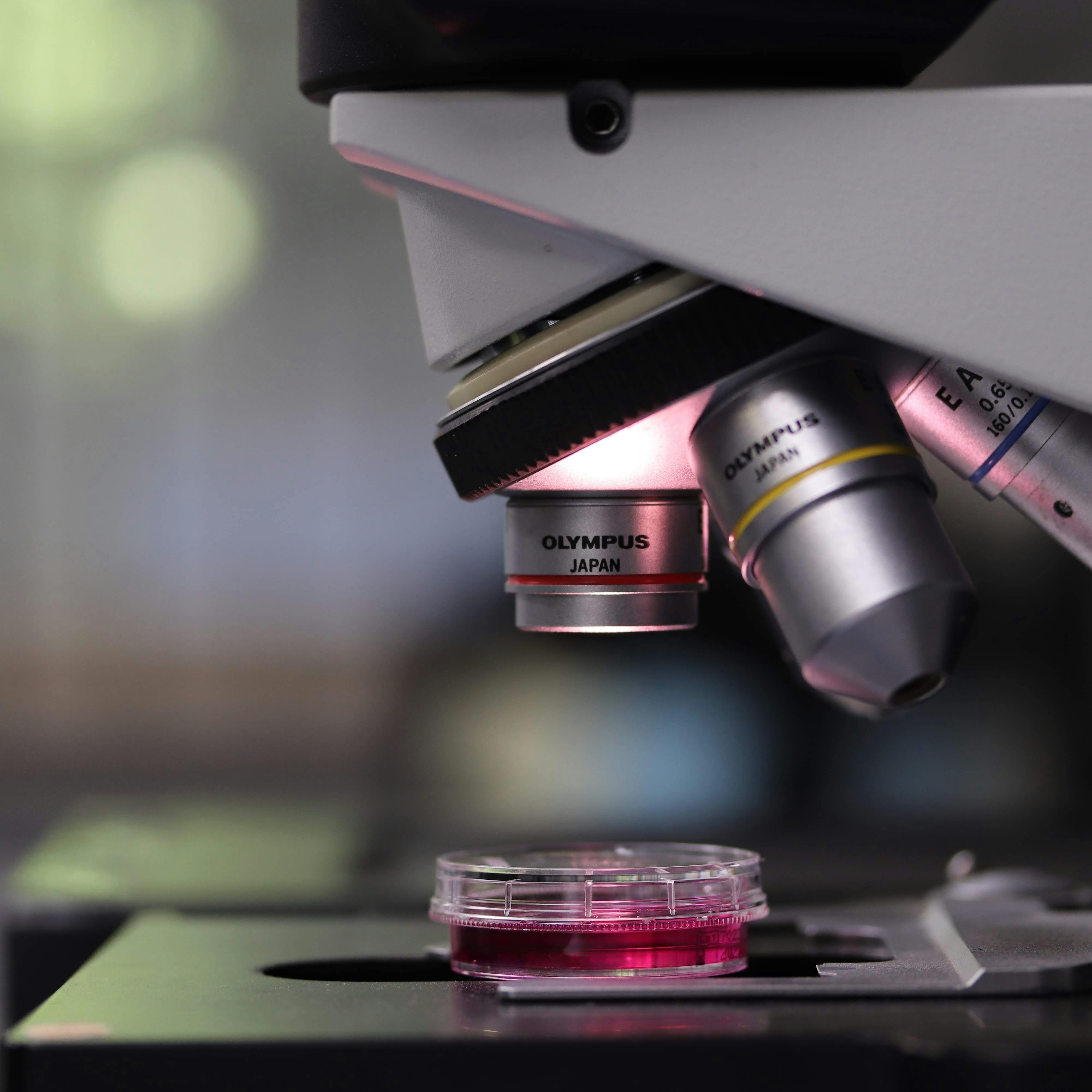 Lab Plate Photos, Download The BEST Free Lab Plate Stock Photos & HD Images