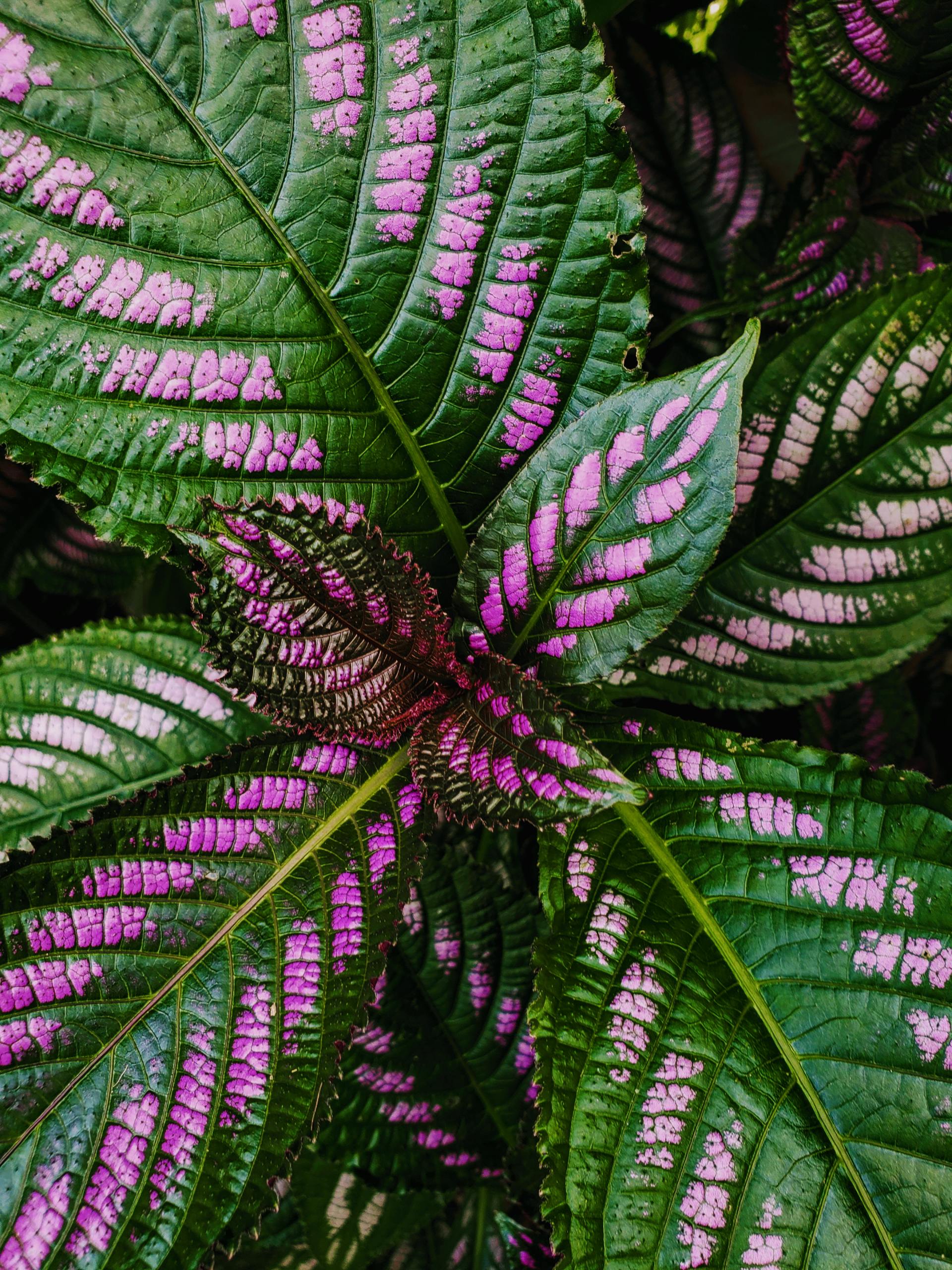 Leaves with Pink Patterns · Free Stock Photo