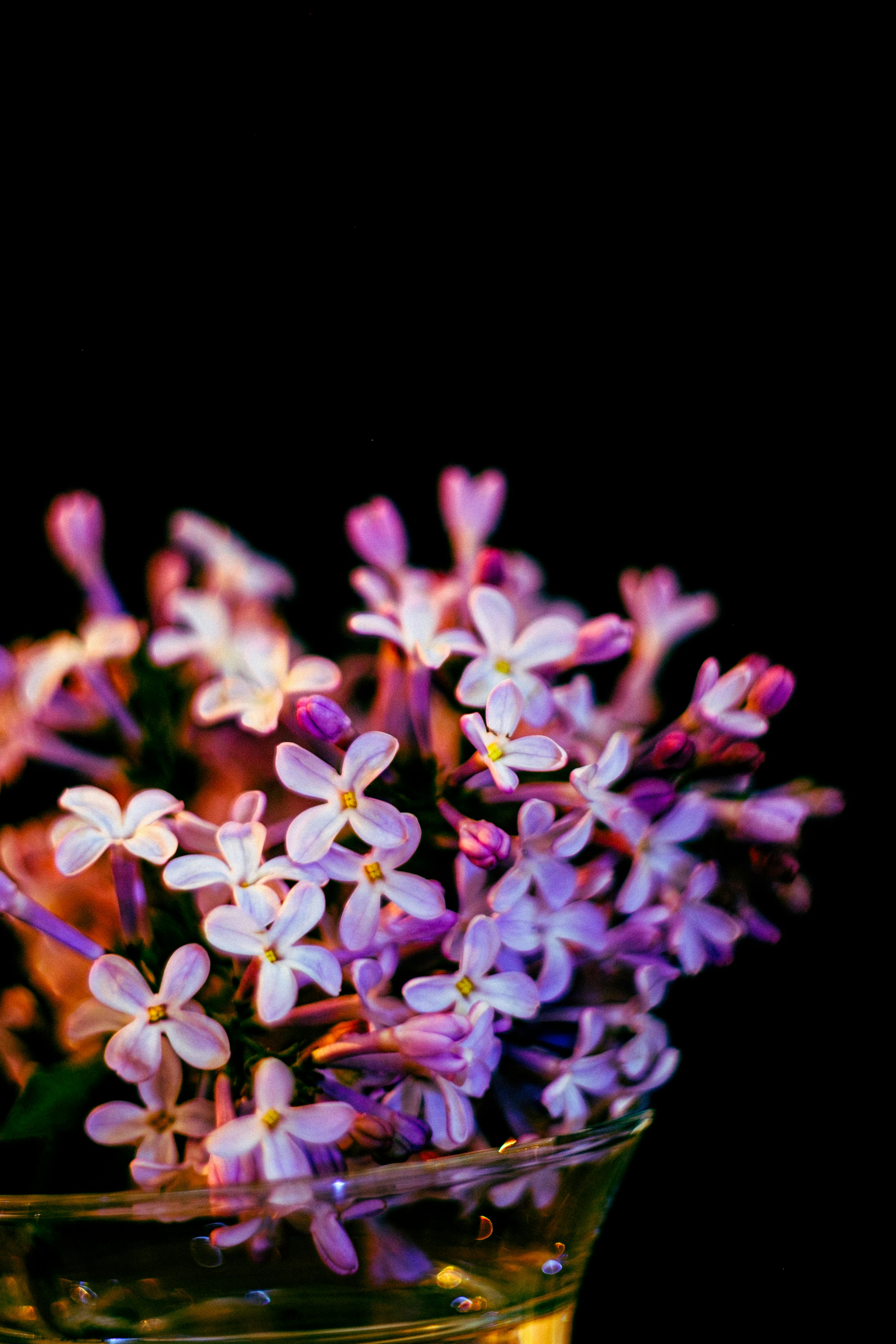 Wet Rose Flower in Close-Up Photography · Free Stock Photo