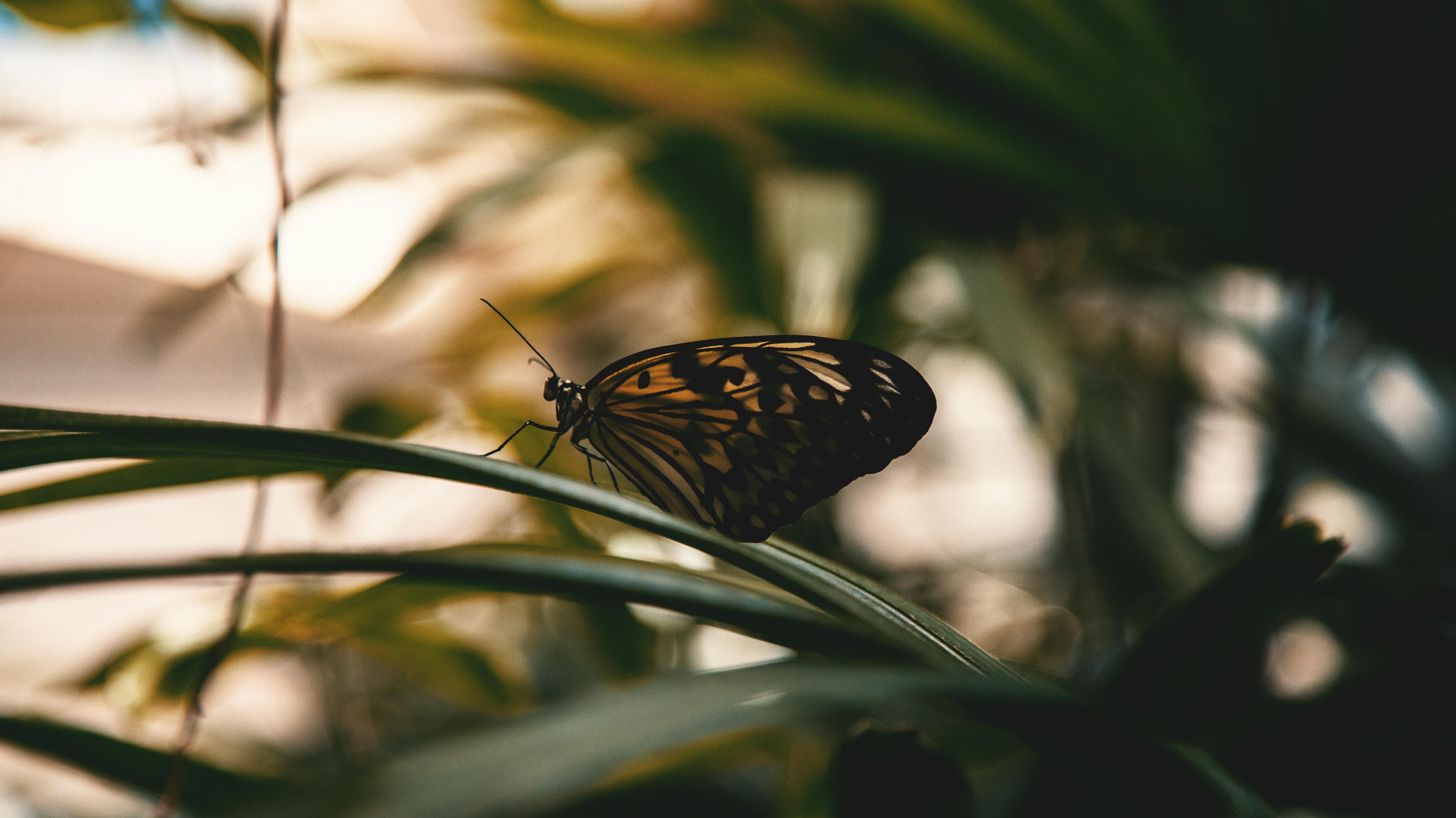 Flying Butter Photos, Download The BEST Free Flying Butter Stock Photos ...