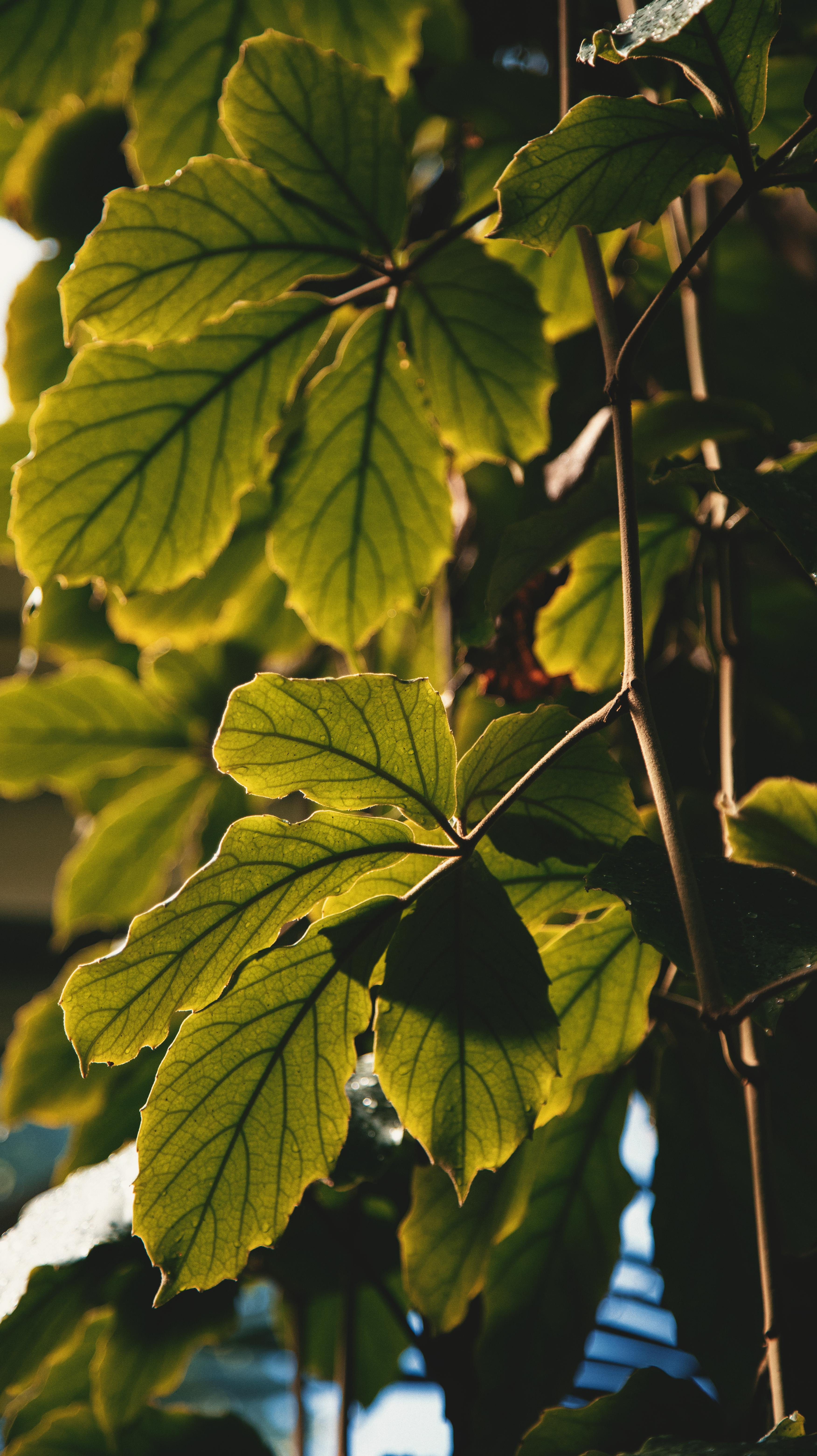 A Close-Up Shot of Chestnut Vine Leaves · Free Stock Photo
