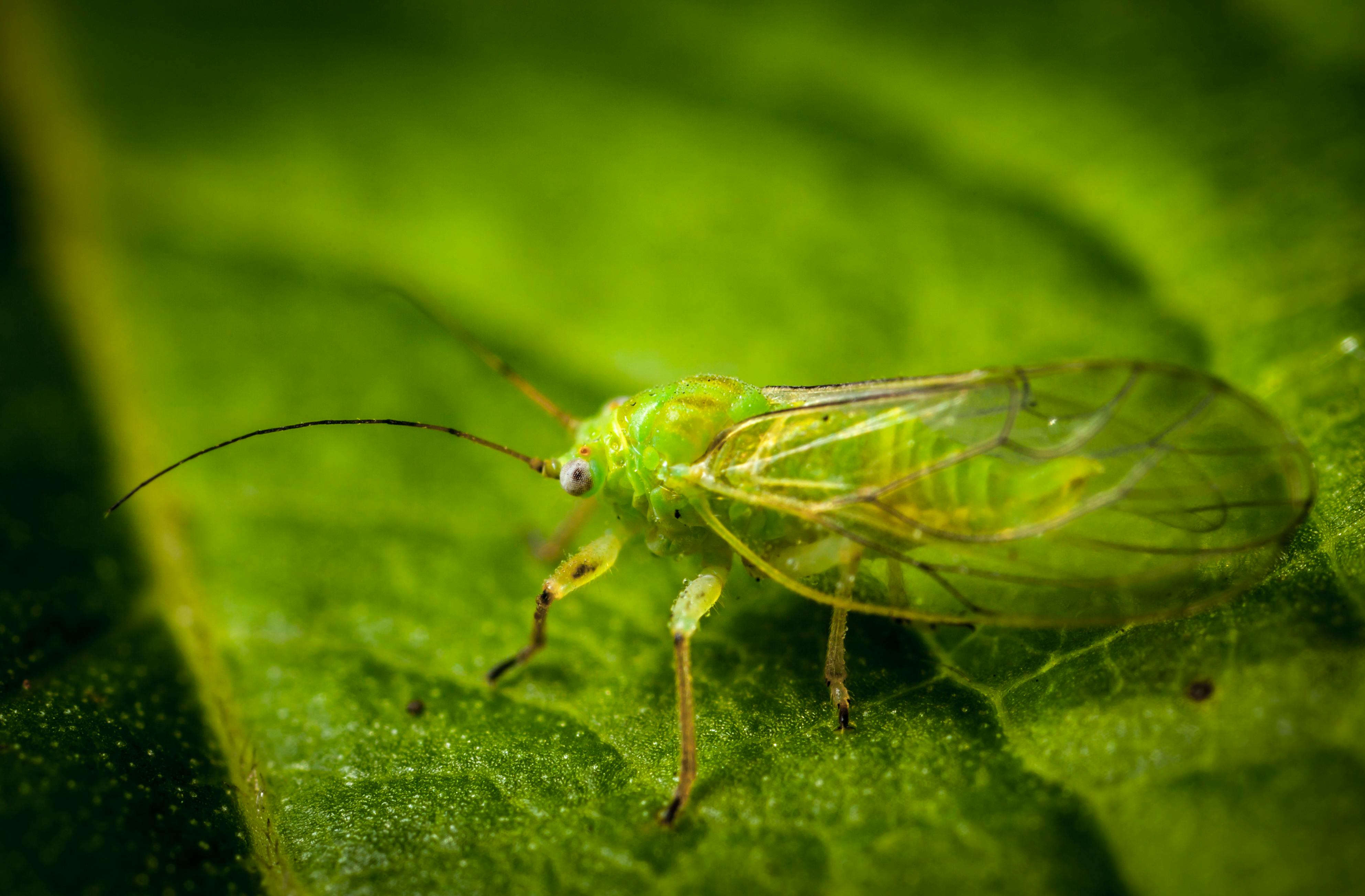 Green Insect · Free Stock Photo