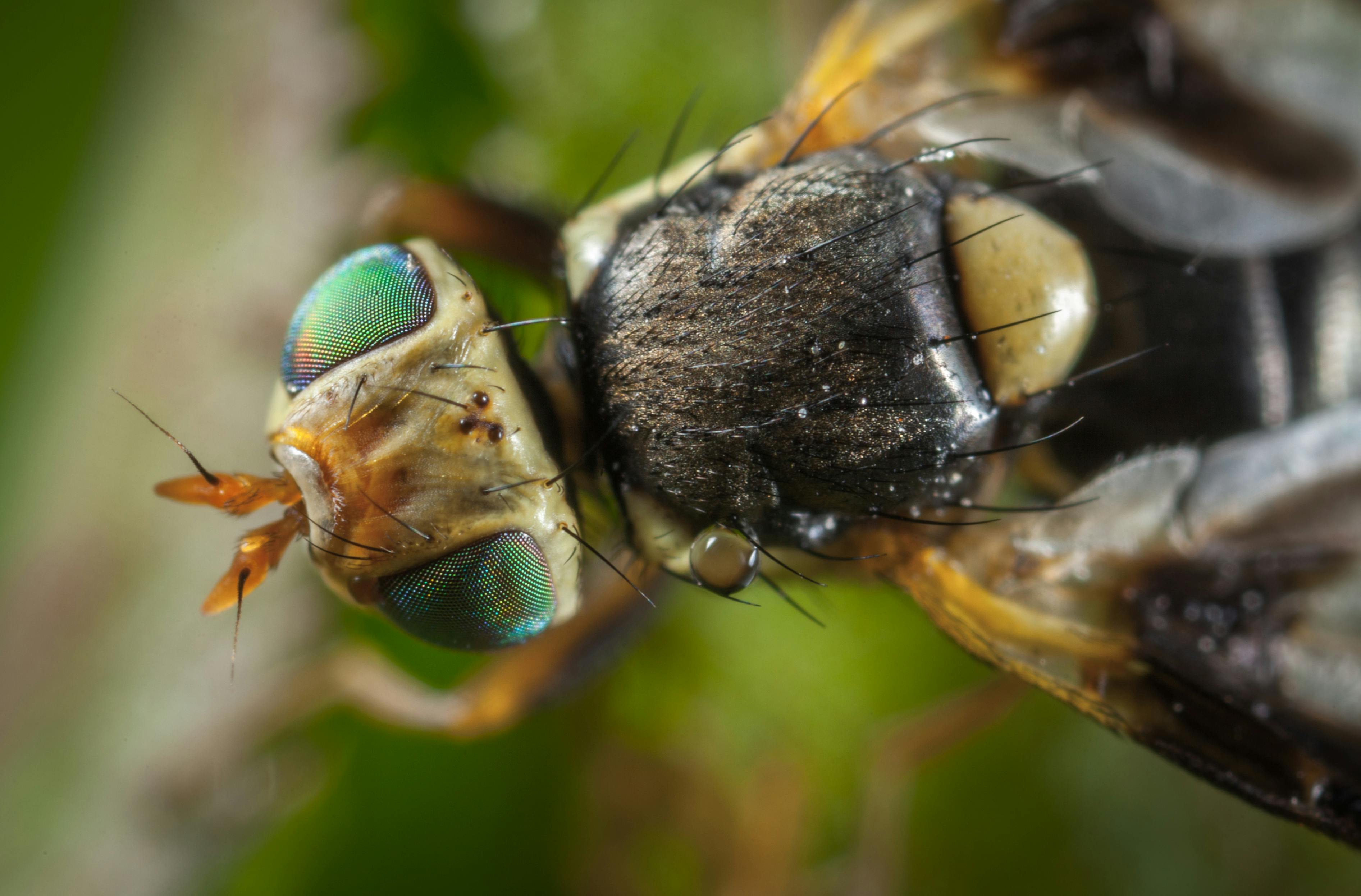 Close-up Photo Of Fly · Free Stock Photo