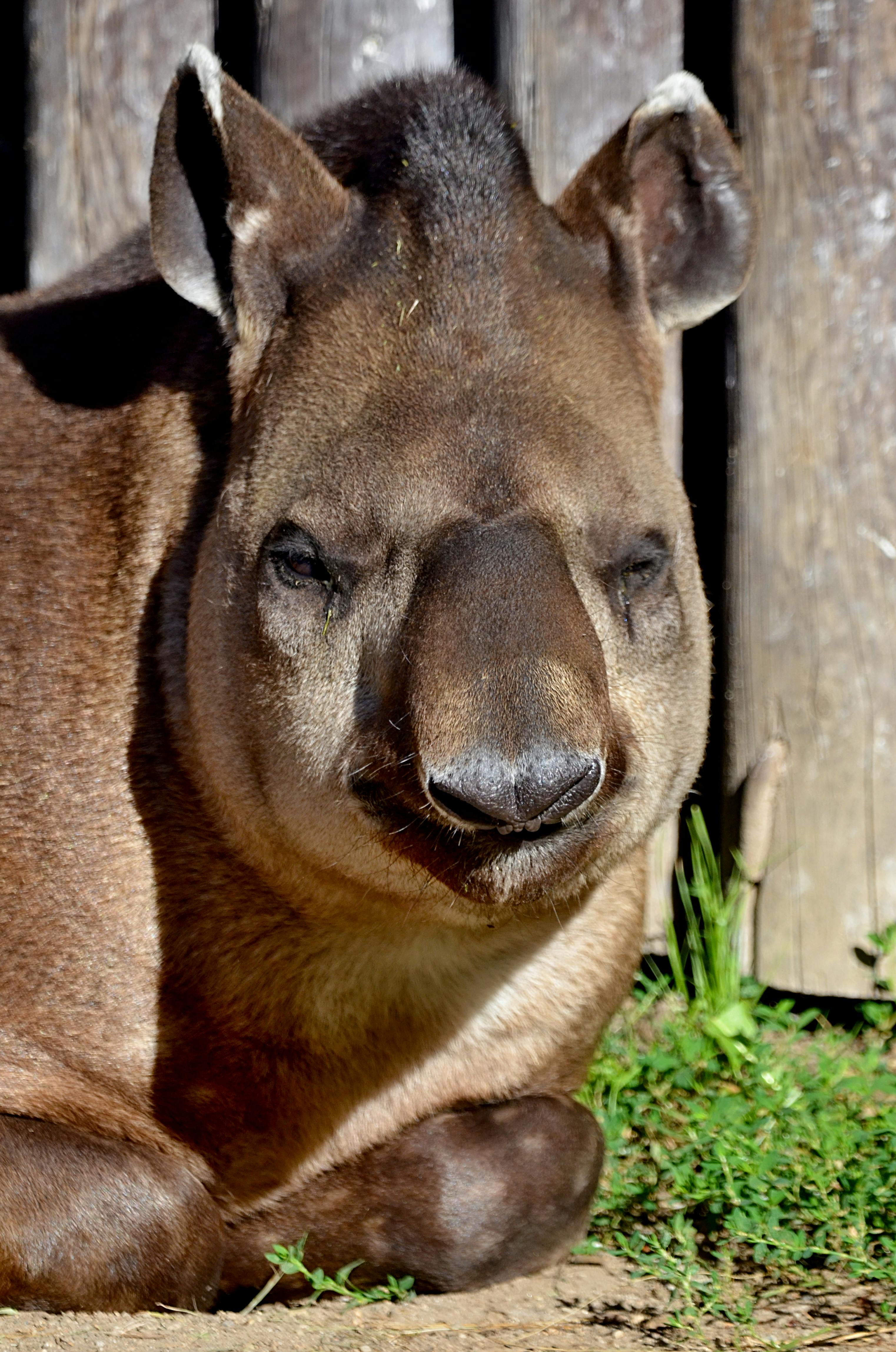 Portrait of a Tapir Lying on the Ground · Free Stock Photo
