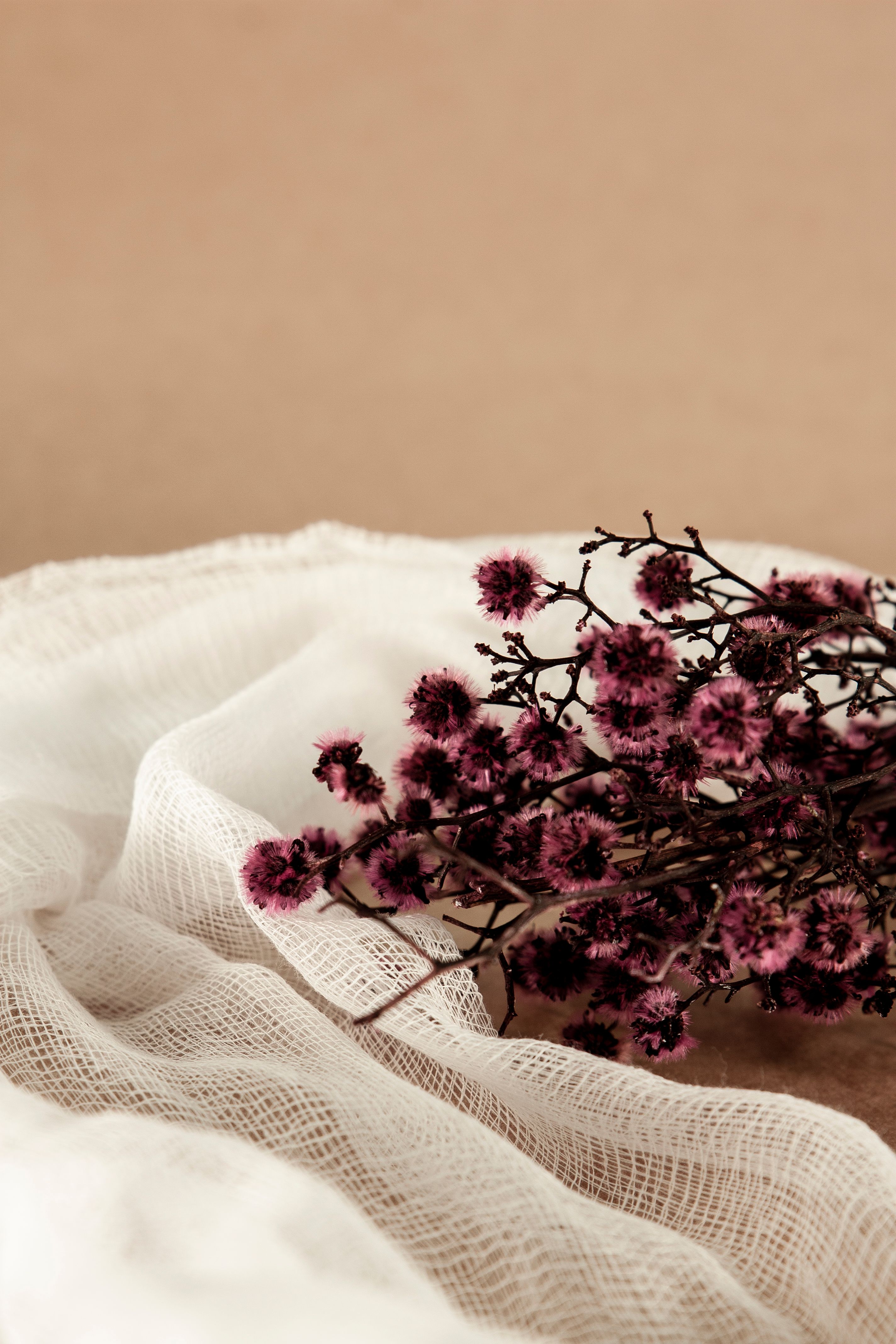 Close-Up Shot of Dried Flowers · Free Stock Photo