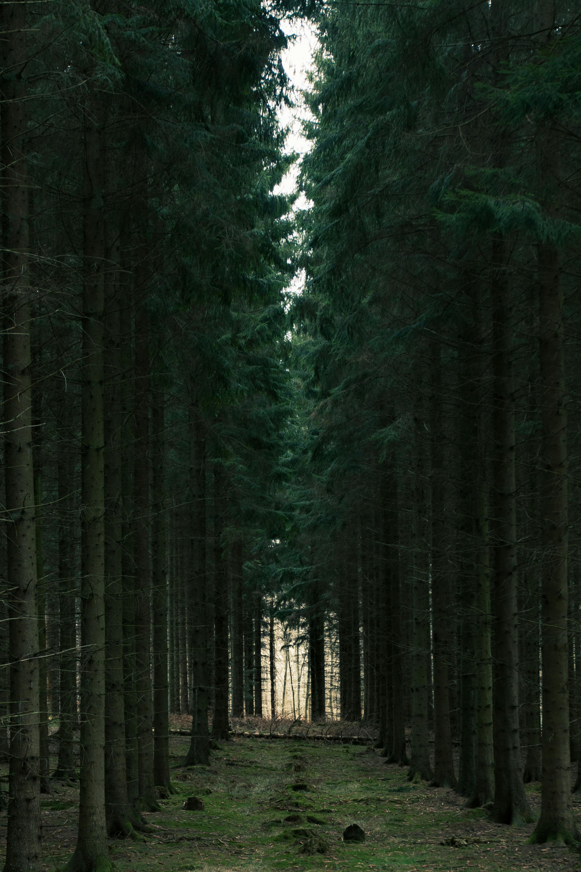 Tall Trees in a Forest · Free Stock Photo
