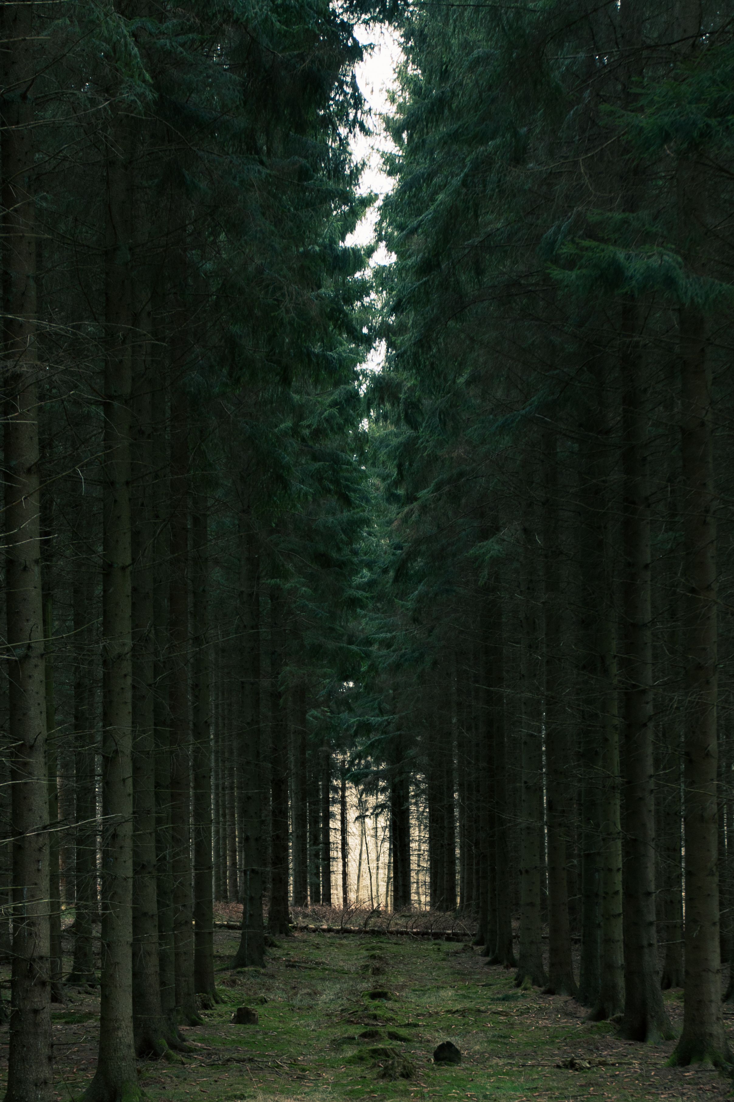 An Wooden House in a Forest · Free Stock Photo