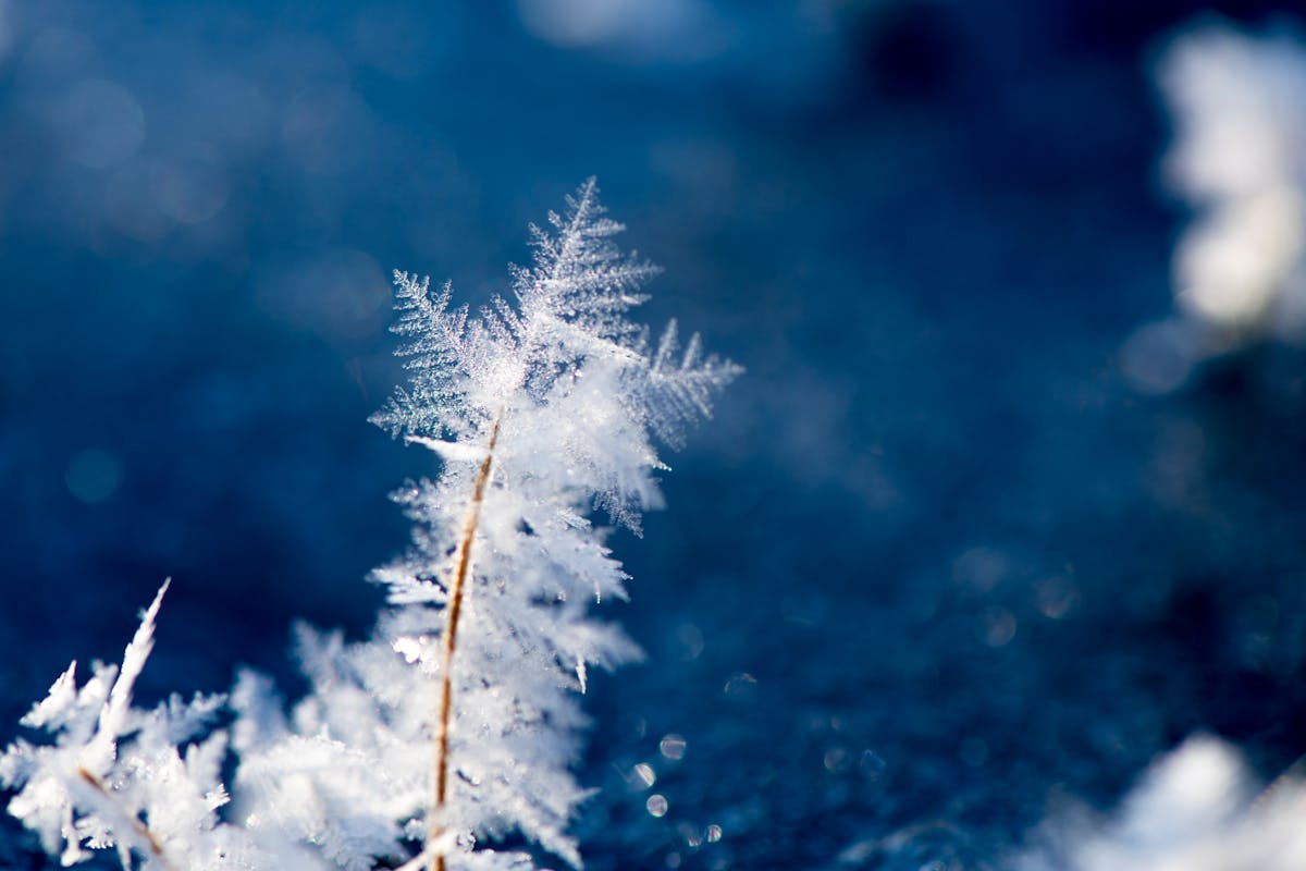 Snowflake Photos, Download The BEST Free Snowflake Stock Photos & HD Images