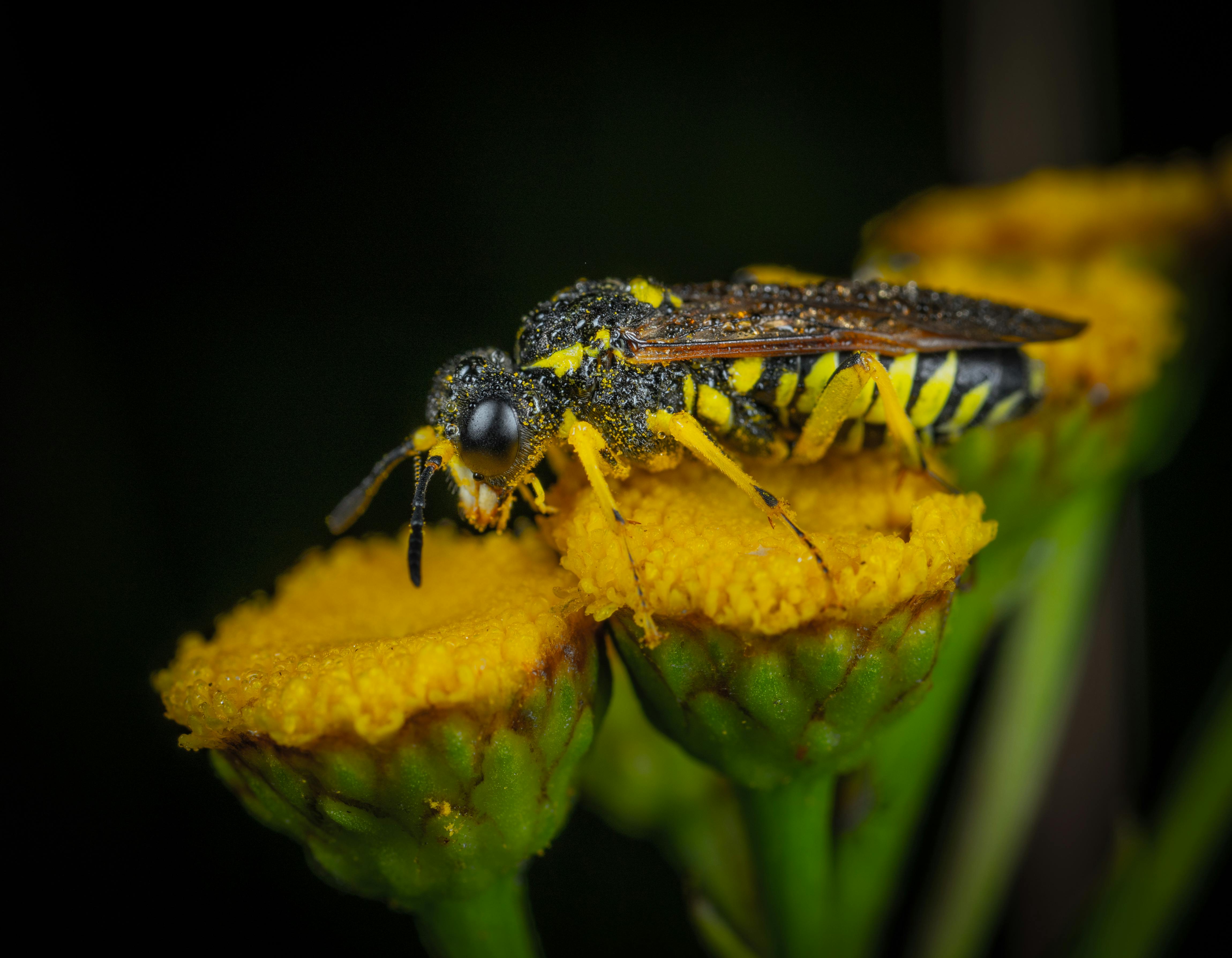 Black Ant on Yellow Petaled Flower · Free Stock Photo