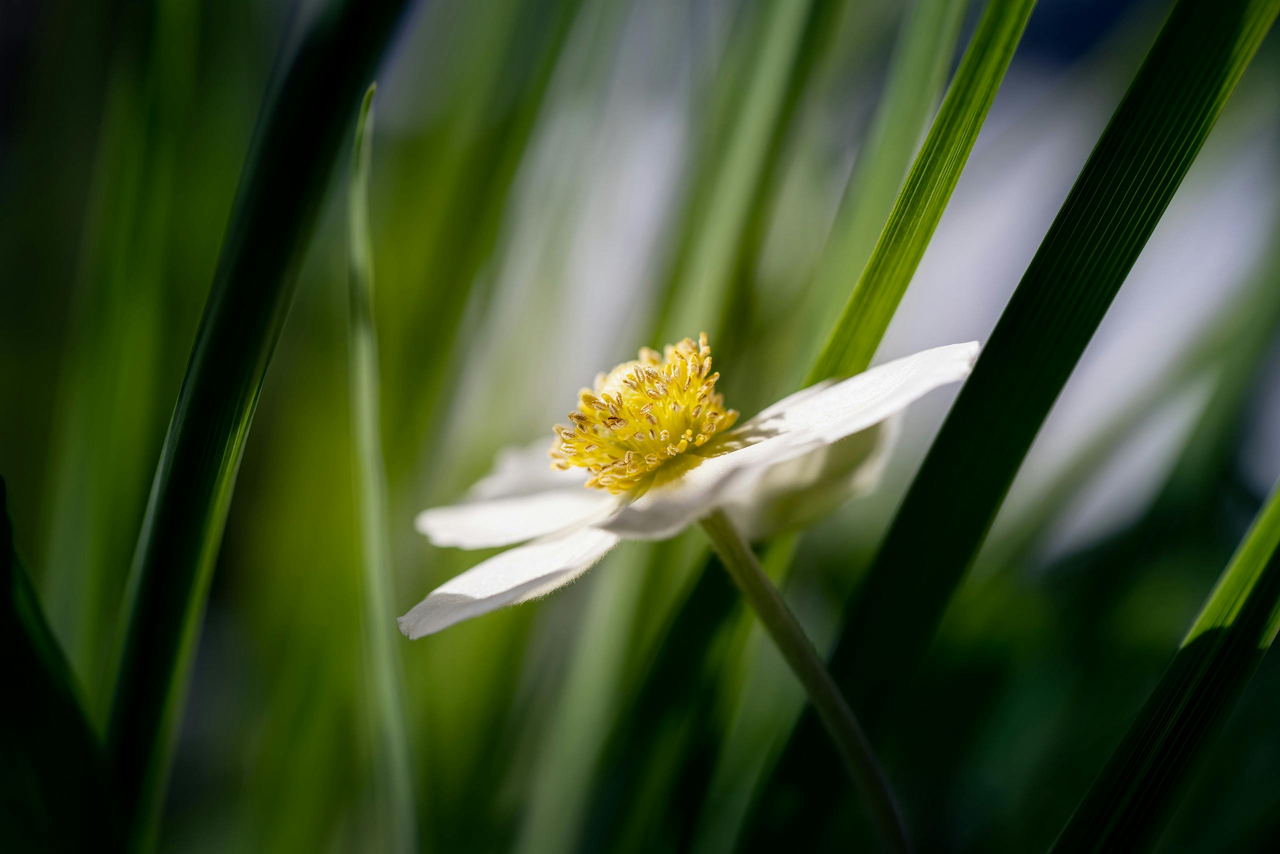 Aster Background Photos, Download The BEST Free Aster Background Stock ...