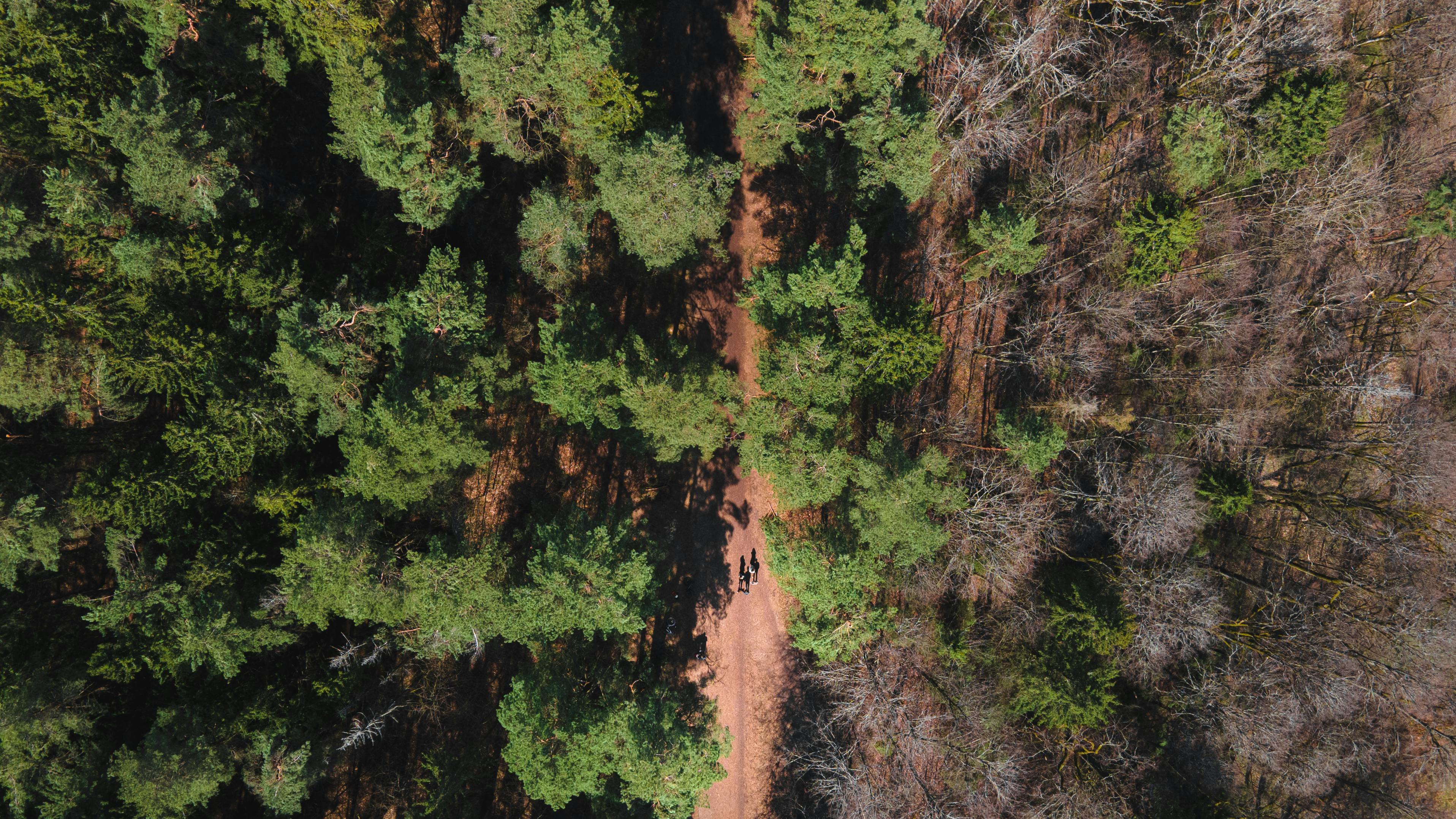 Birds Eye View of Trees · Free Stock Photo