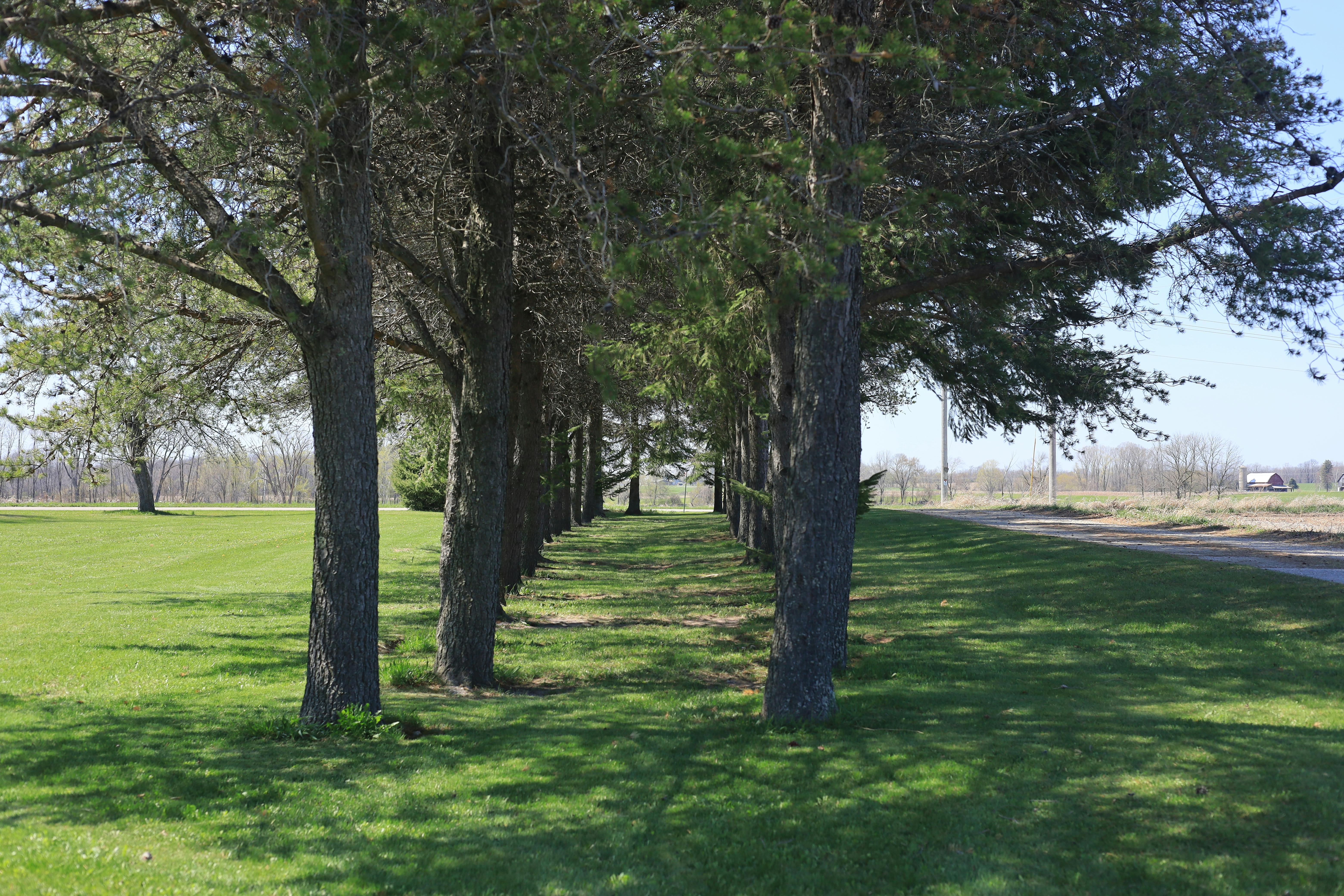 Green Grass Field With Green Trees · Free Stock Photo
